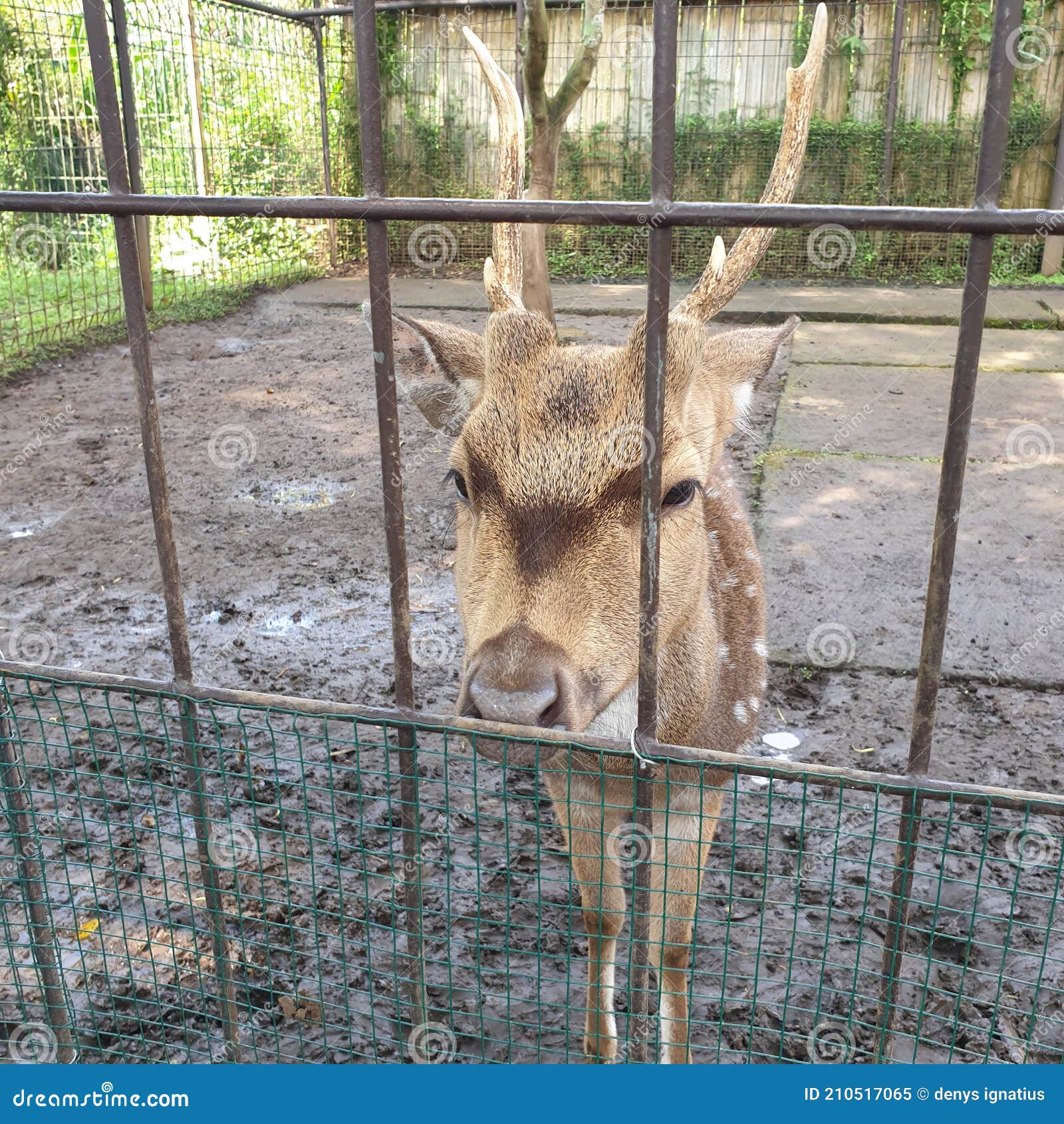 A deer in a cage stock image. Image of recreation, carnivore - 210517065