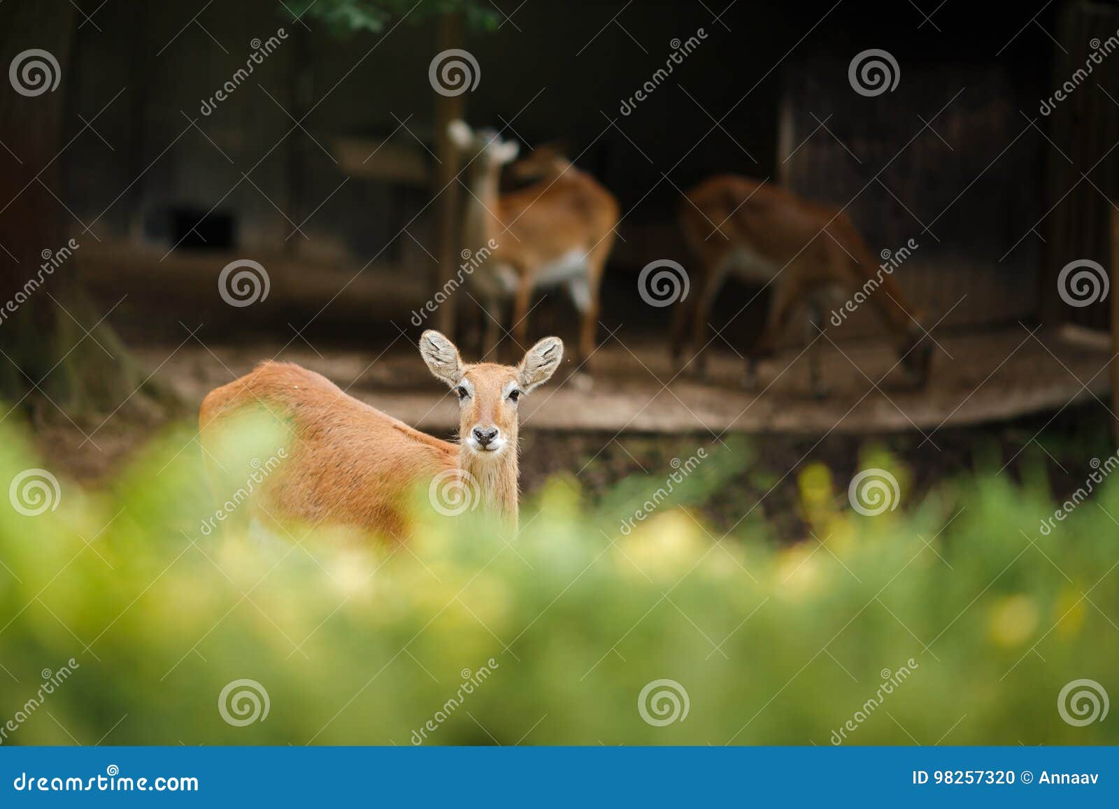 Deer in a cage stock photo. Image of hair, green, deer - 98257320