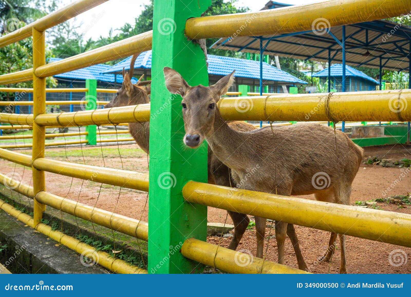 A Deer in a Cage at the Zoo Being Fed by a Visitor Stock Photo - Image ...