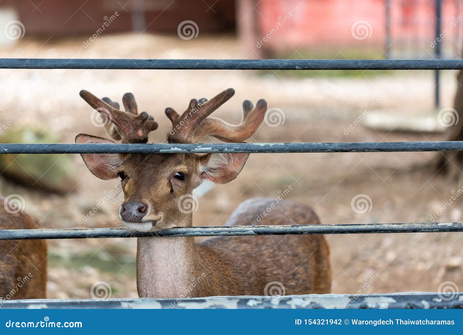 Deer in the Cage at the Zoo of Thailand Stock Photo - Image of cage ...