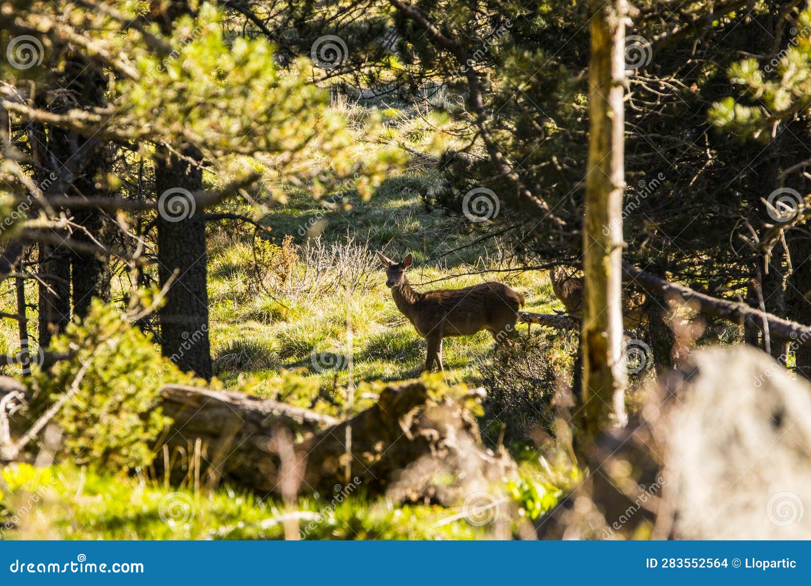 Deer in Capcir Forest, Cerdagne, Pyrenees, France Stock Photo - Image ...