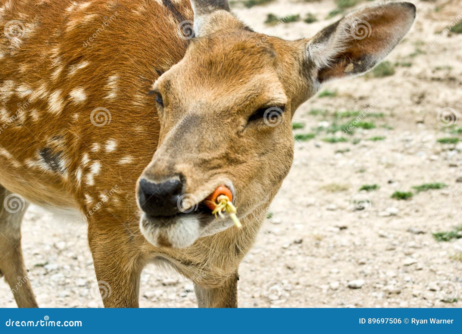 Deer and Carrot stock photo. Image of animal, outdoors - 89697506