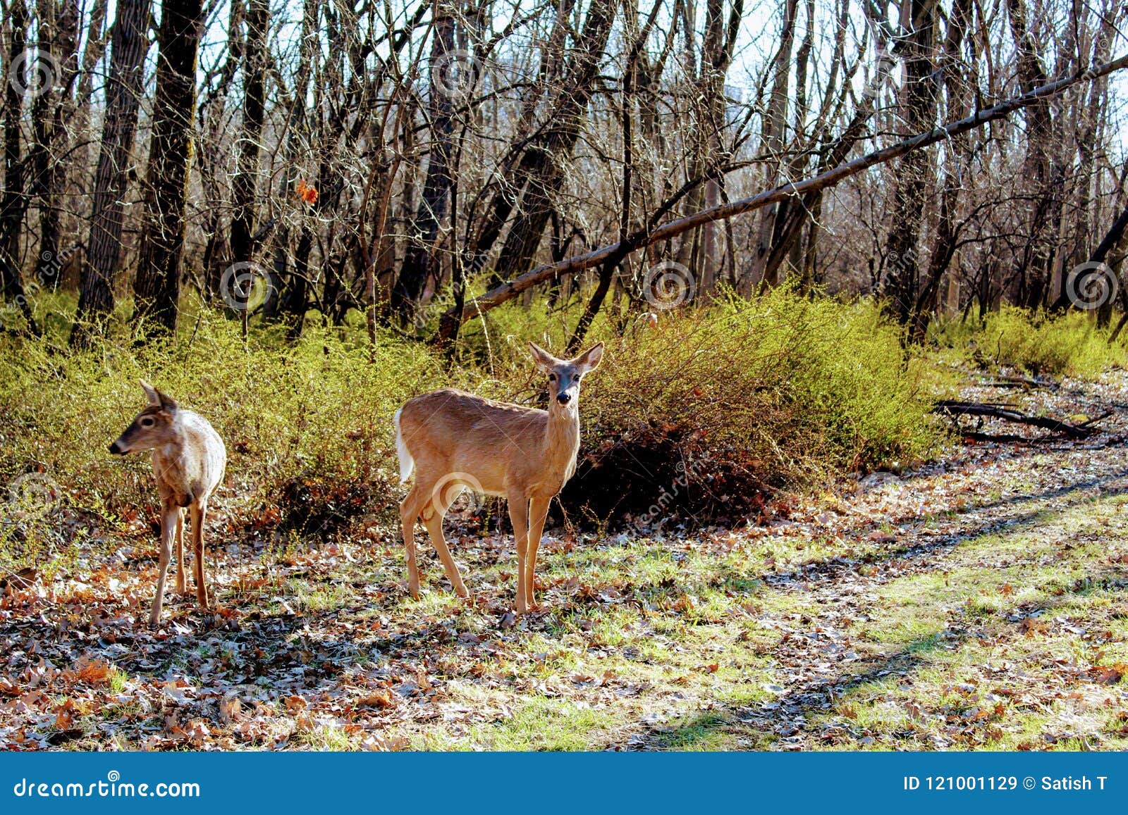 Deer watching stock image. Image of woods, watching - 121001129