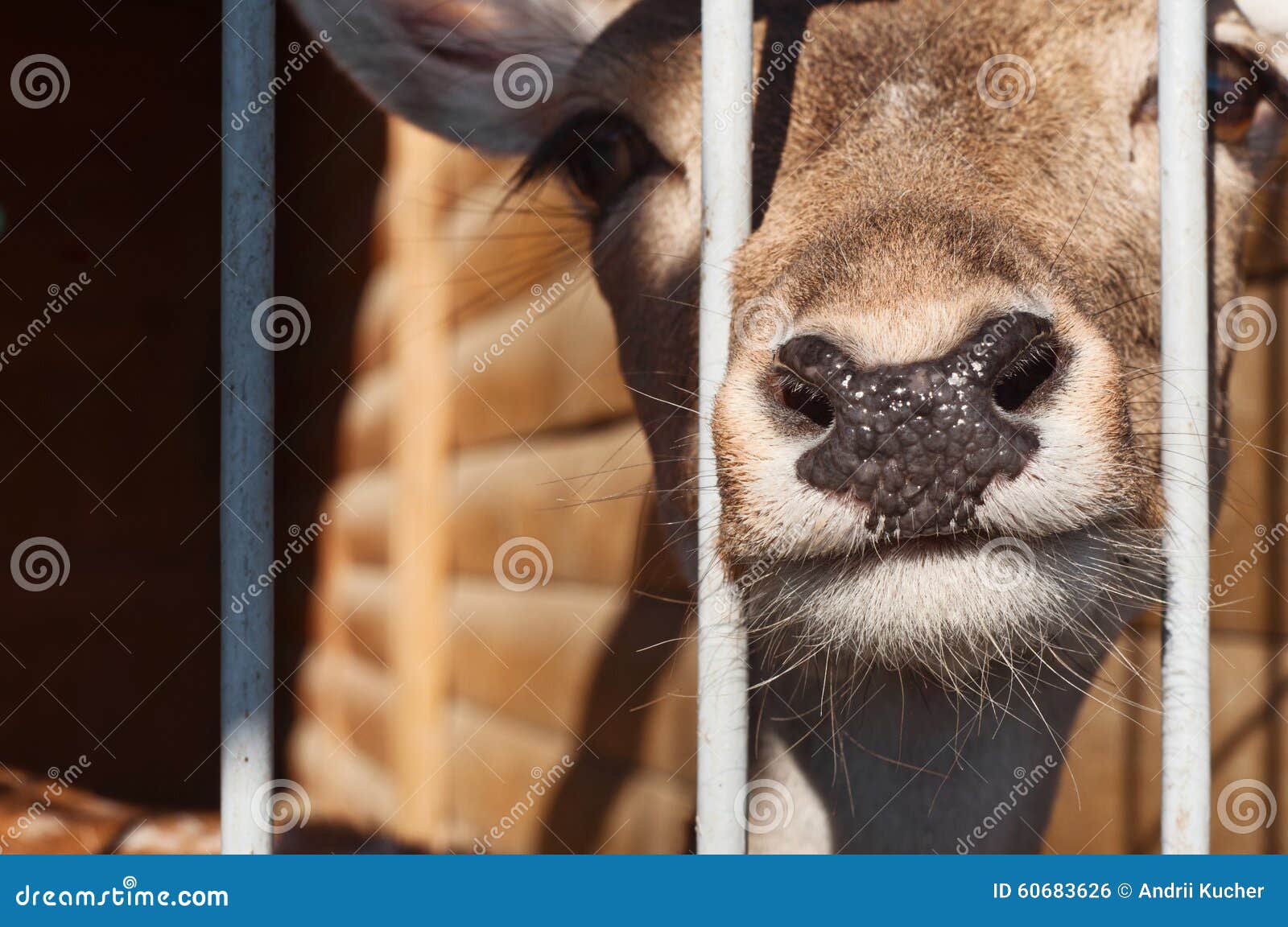 Deer into Cells Looking Directly at You Stock Photo - Image of nature ...