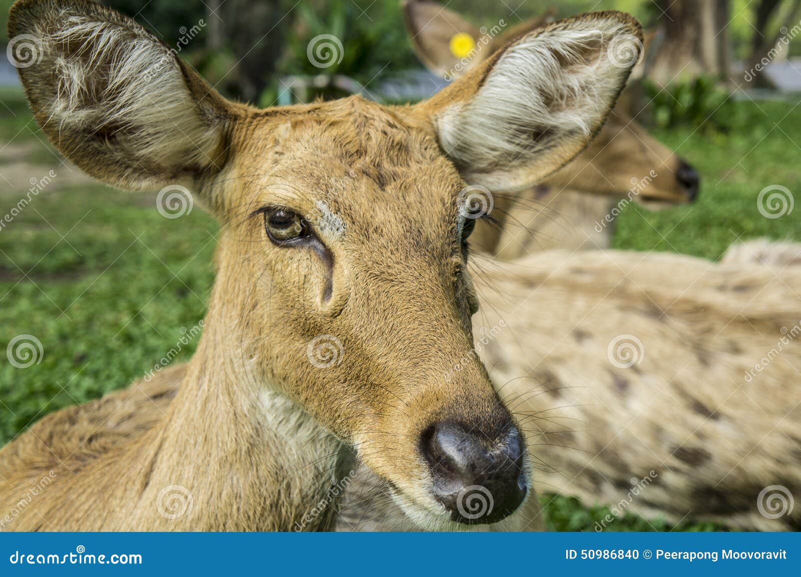 Deer In The Zoo. Deer, Cervidae, Are A Family Of Artiodactyl Mammals ...