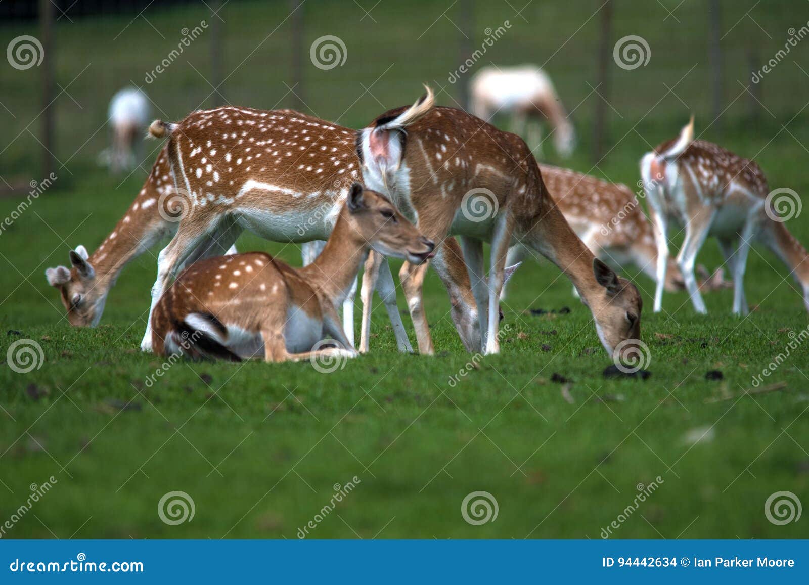 Deer Cervidae stock photo. Image of face, prey, mammals - 94442634