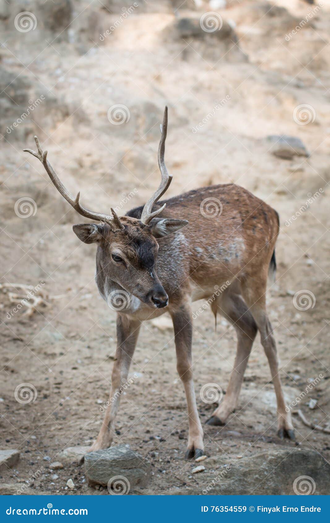Deer (Cervinae) close-up stock image. Image of landscape - 76354559