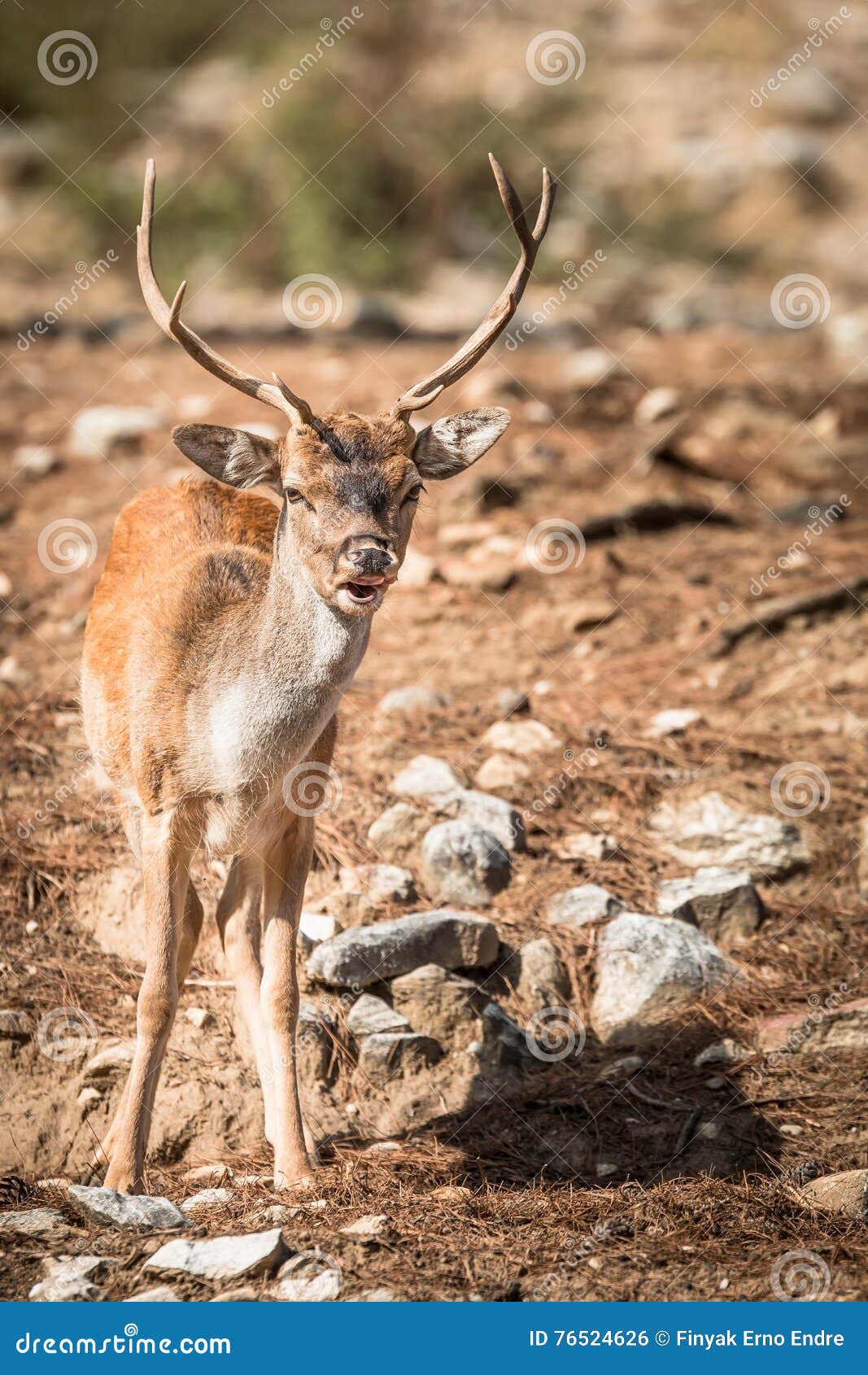 Deer (Cervinae) close-up stock photo. Image of curious - 76524626
