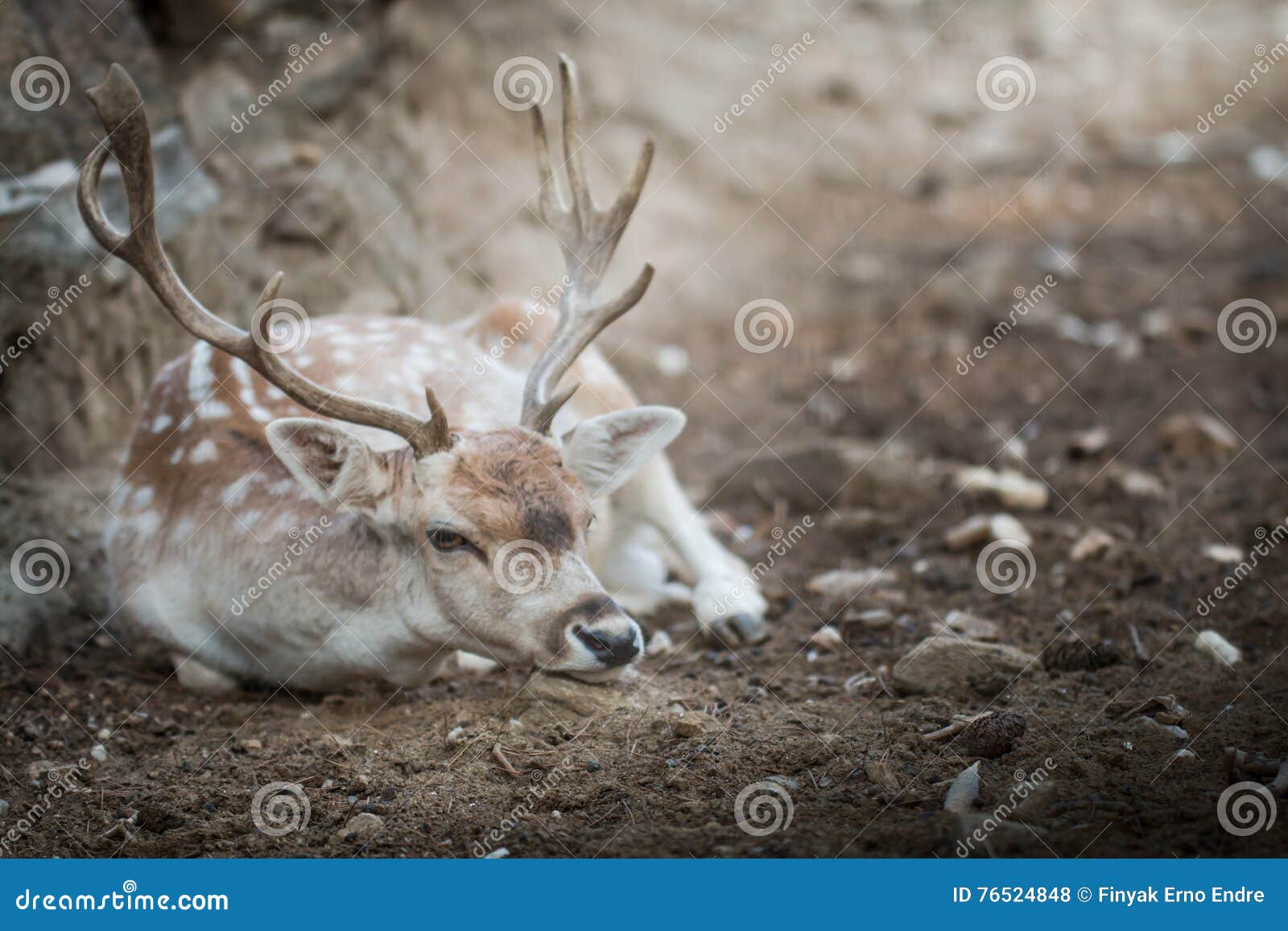 Deer (Cervinae) close-up stock photo. Image of cervinae - 76524848