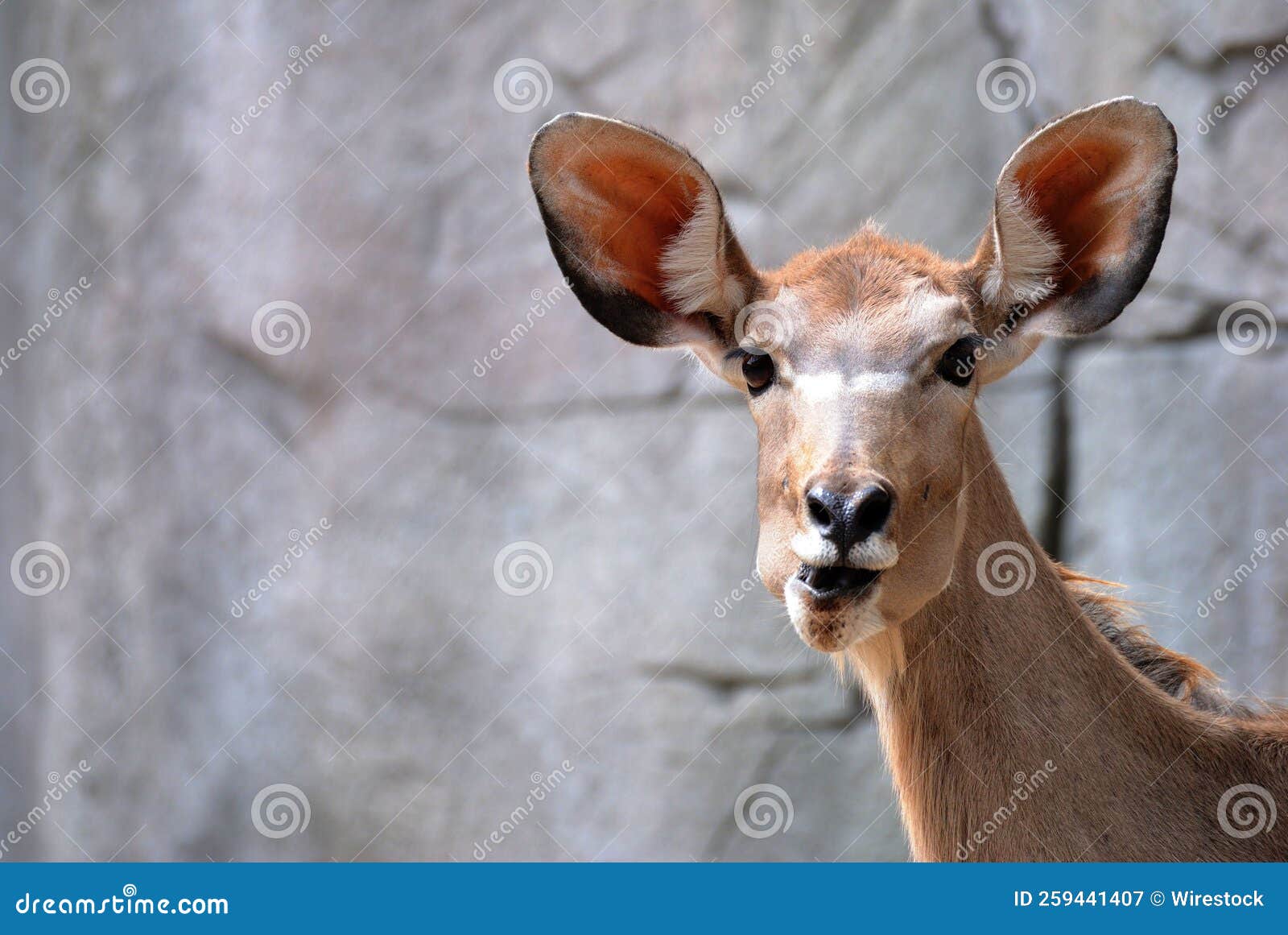 Deer Chewing the Food and Looking at the Camera Stock Image - Image of ...