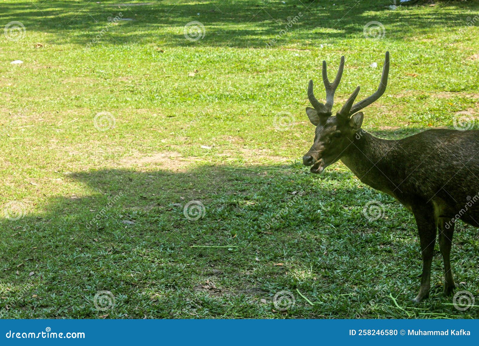A Deer is Chewing Food in the Park Stock Photo - Image of food, medium ...
