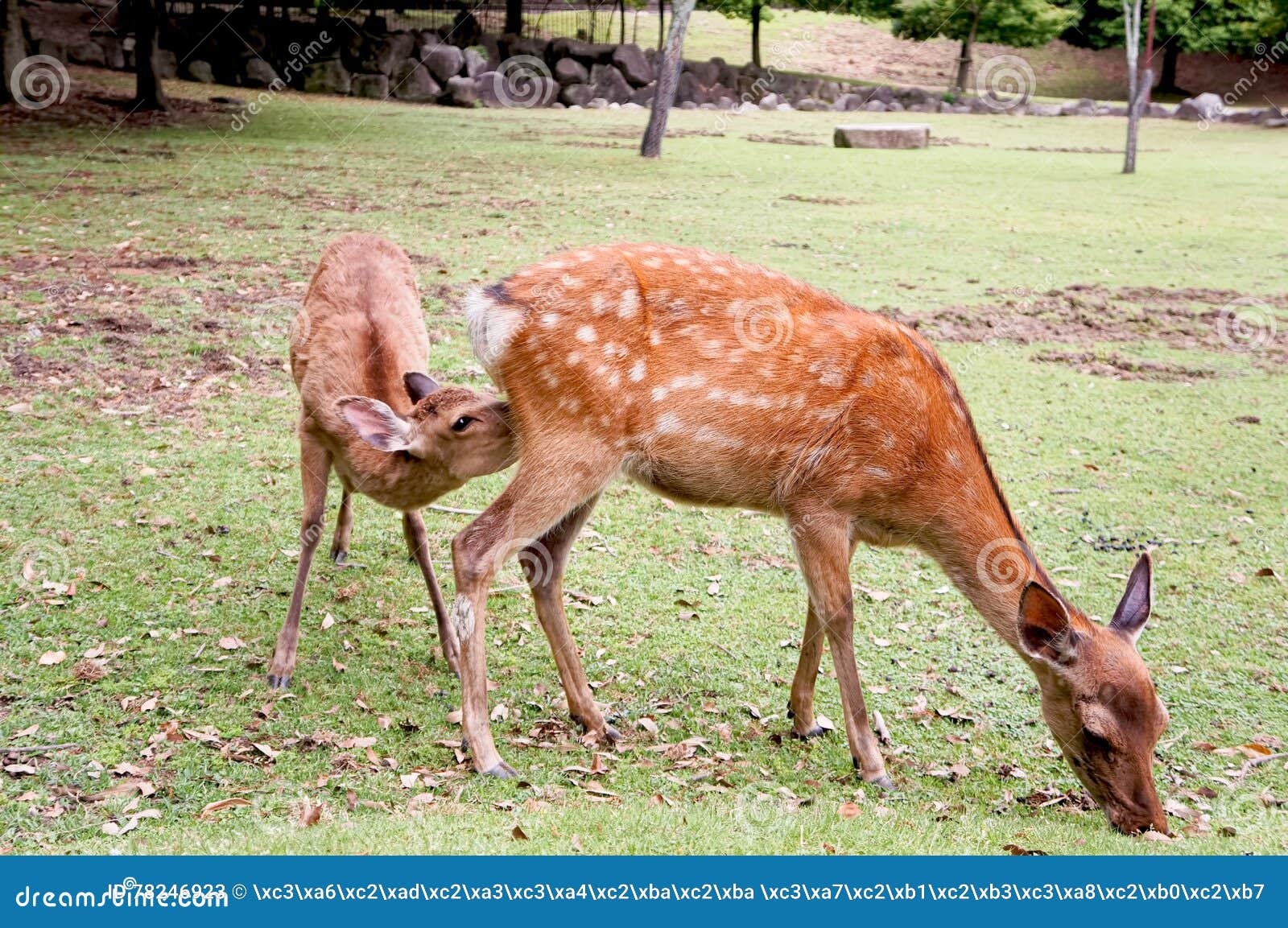 Deer Children Drinking Milk Stock Photos - Free & Royalty-Free Stock ...
