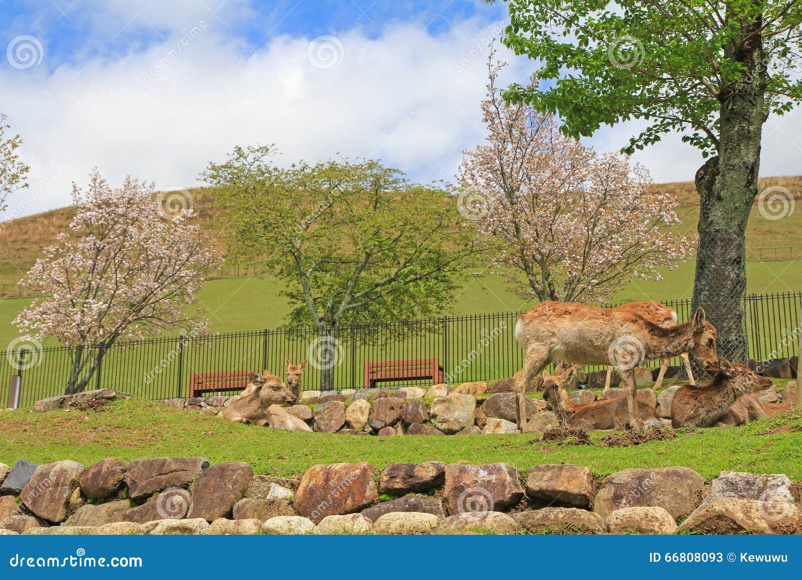 Deer Chilling at Nara Park in Freedom during Spring in Japan Stock ...