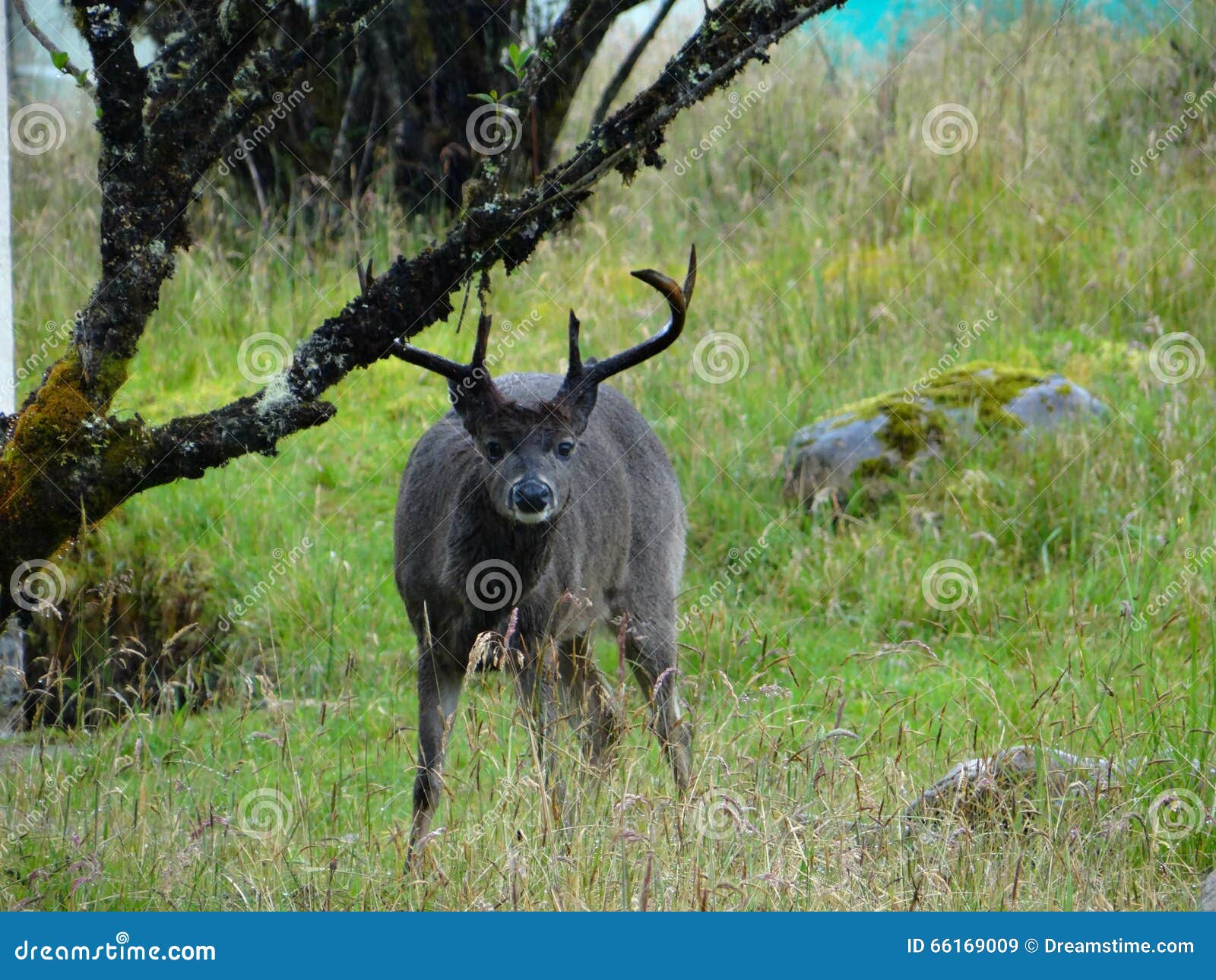Deer - Chingaza stock image. Image of nacional, tree - 66169009