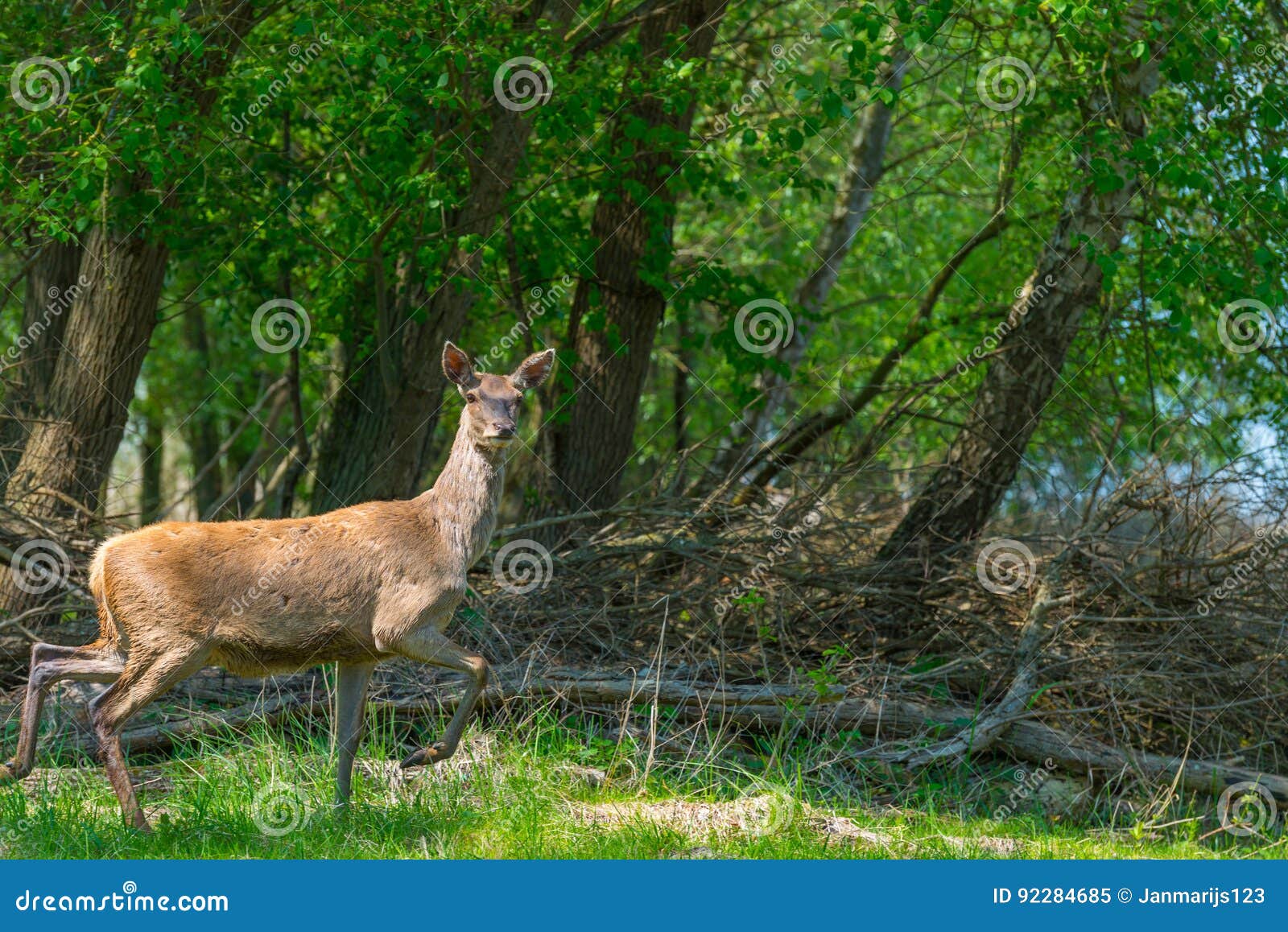 Deer in a Clearing in a Forest in Spring Stock Image - Image of walking ...
