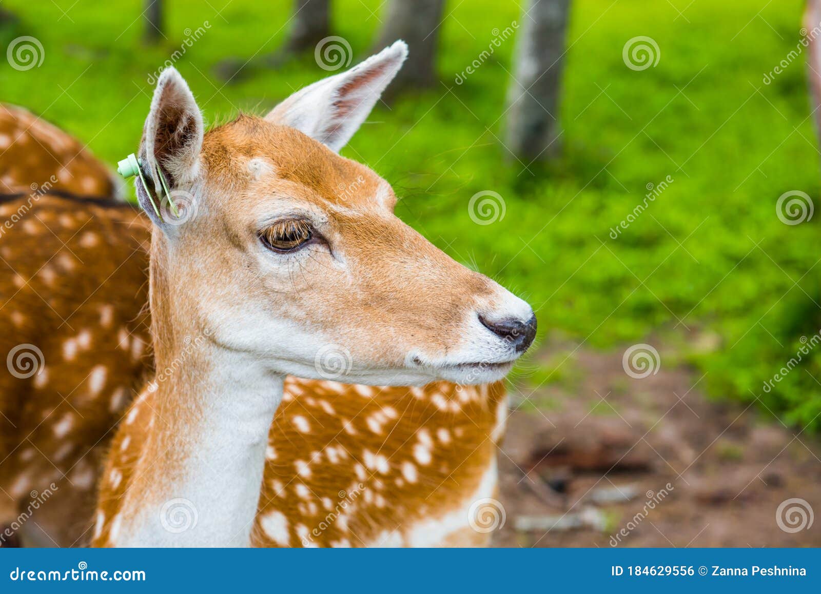 Deer Close-up,beautiful Muzzle Of A Young Deer Looking Into The Lens ...