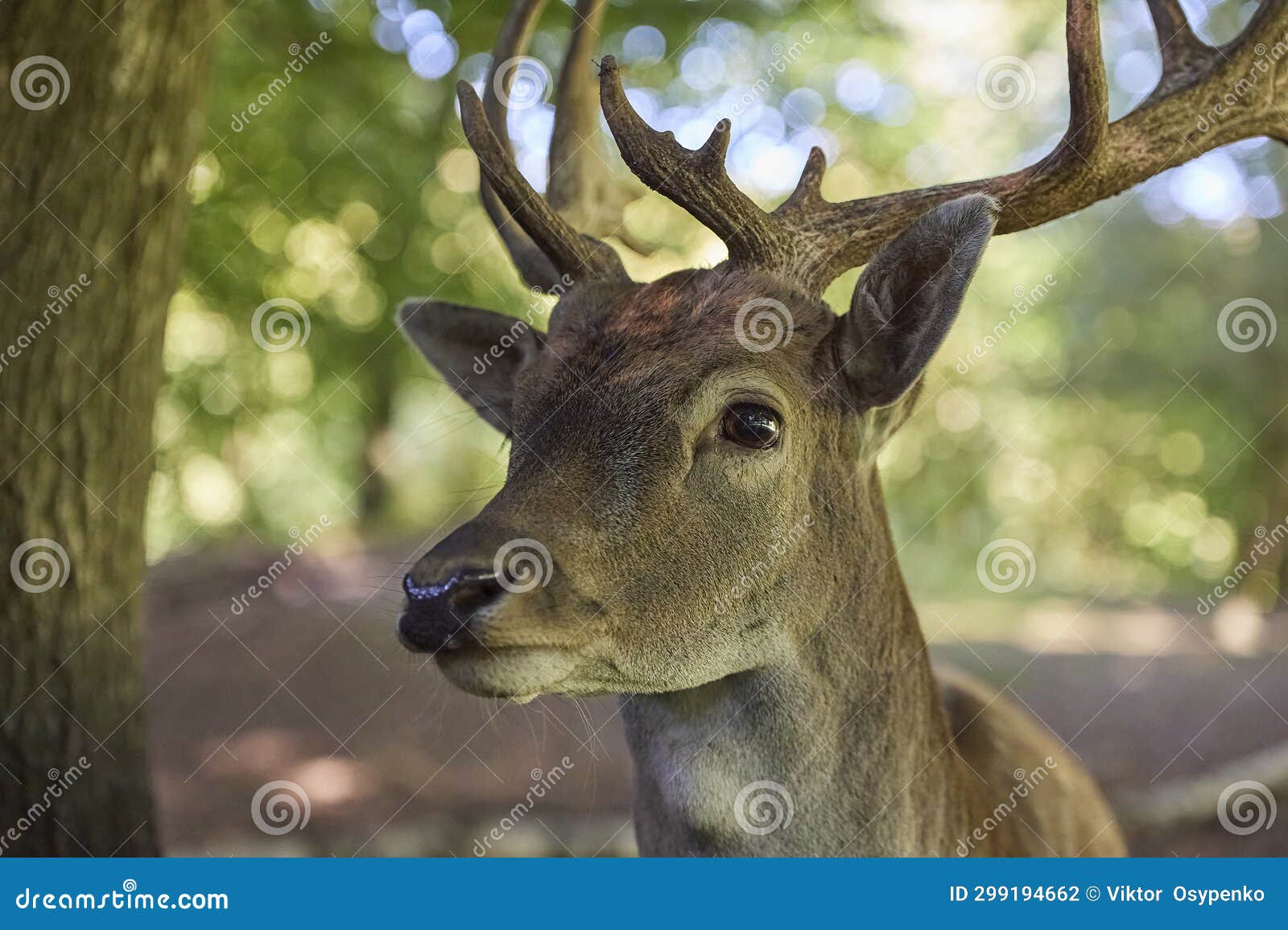 Deer Close-up in the Evening Forest in Denmark Stock Photo - Image of ...