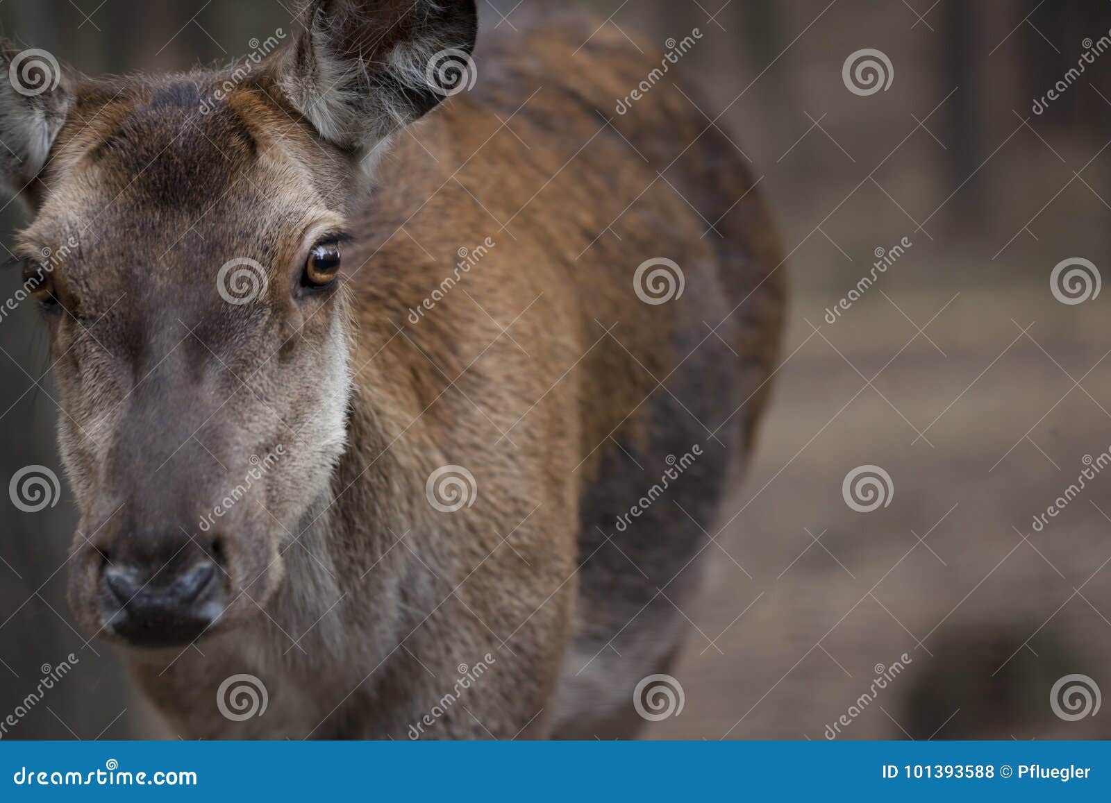 Deer close-up stock photo. Image of wildlife, woodland - 101393588