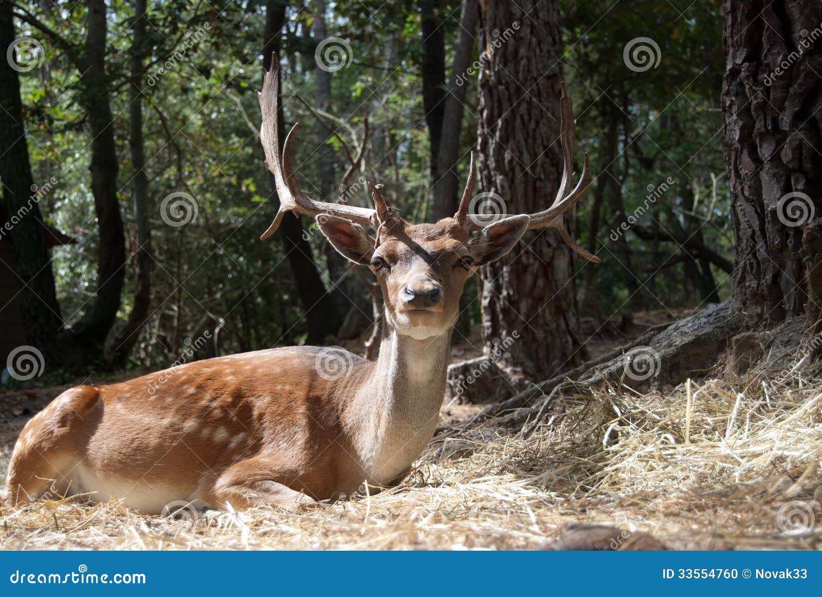 Deer stock photo. Image of forest, careful, cautious - 33554760