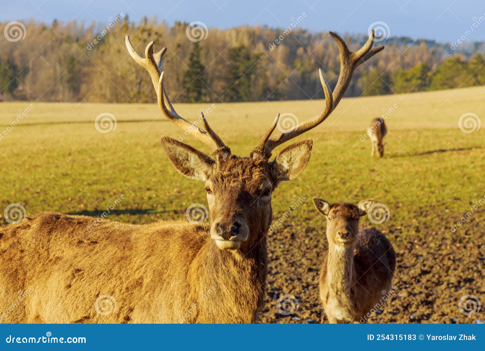 Deer Close Up, Herd of Deer on the Farm. Stock Image - Image of park ...