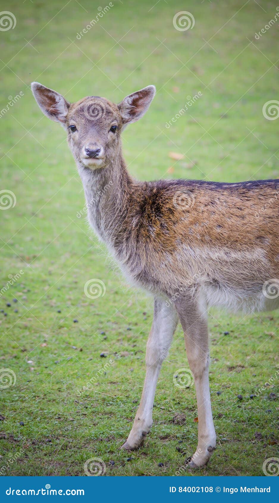 Deer closeup stock photo. Image of species, wilderness - 84002108