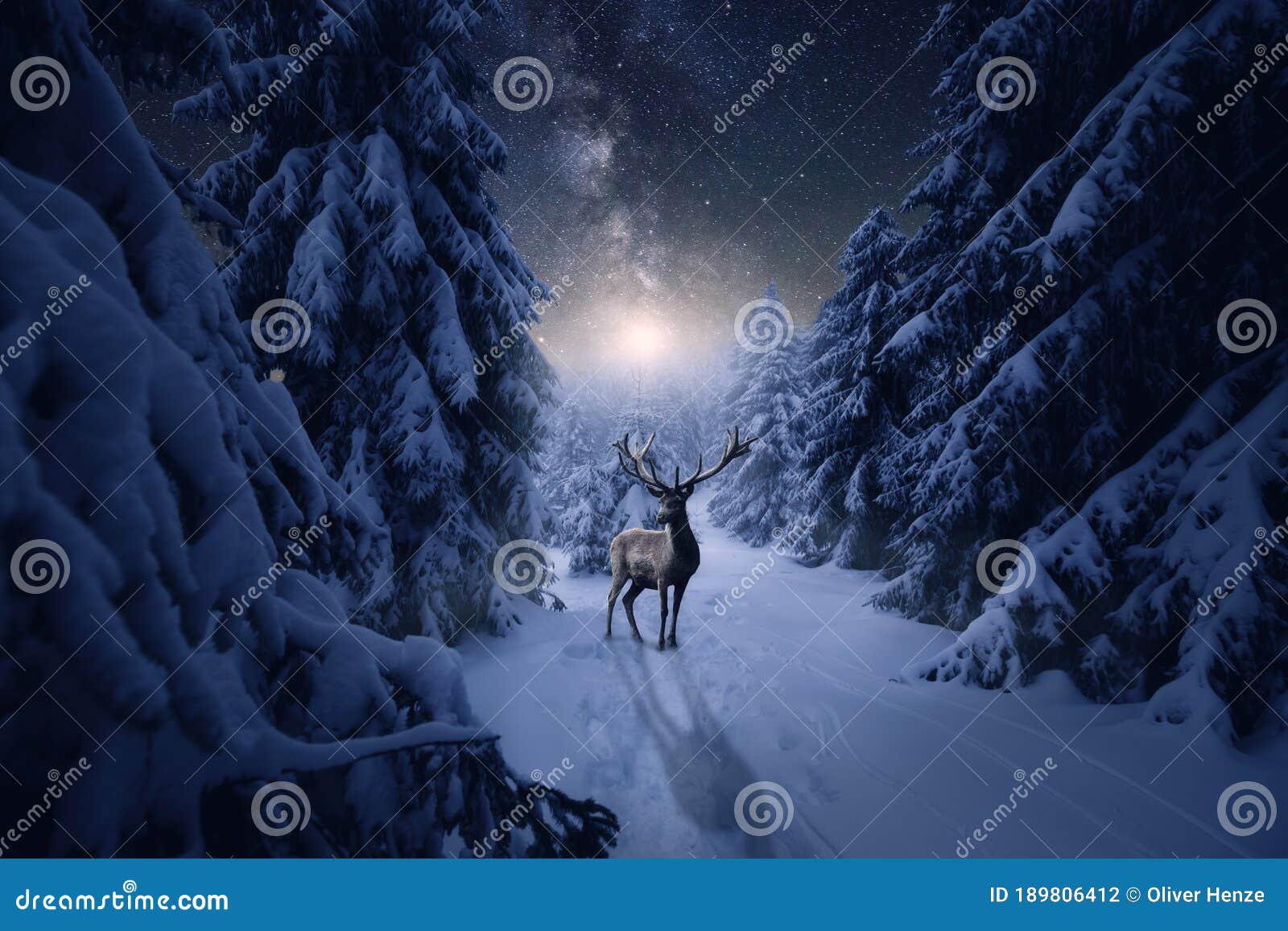 A Deer on a Cold Winter Night in the Forest. Starry Sky with Moon and ...
