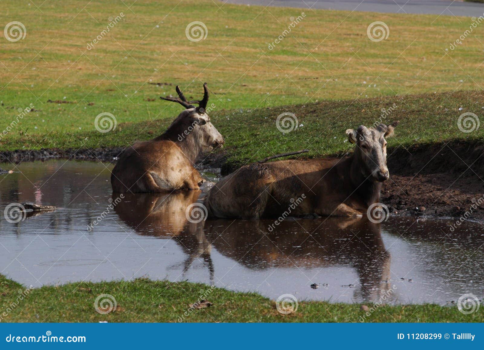 Deer cooling in pool stock image. Image of cooling, female - 11208299