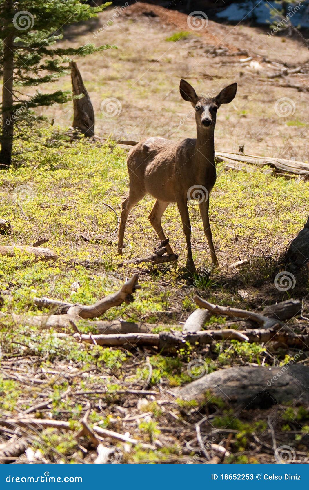Deer in countryside stock image. Image of summer, stood - 18652253