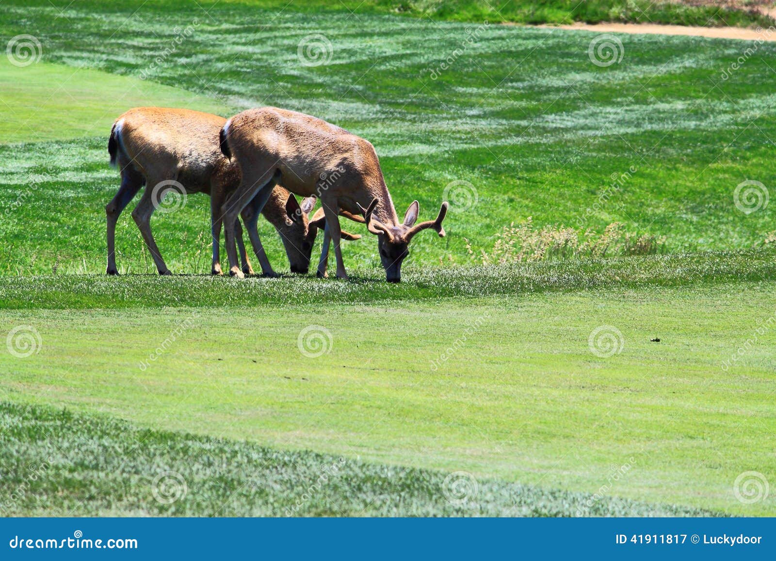 Deer Couple stock image. Image of wild, life, animal - 41911817
