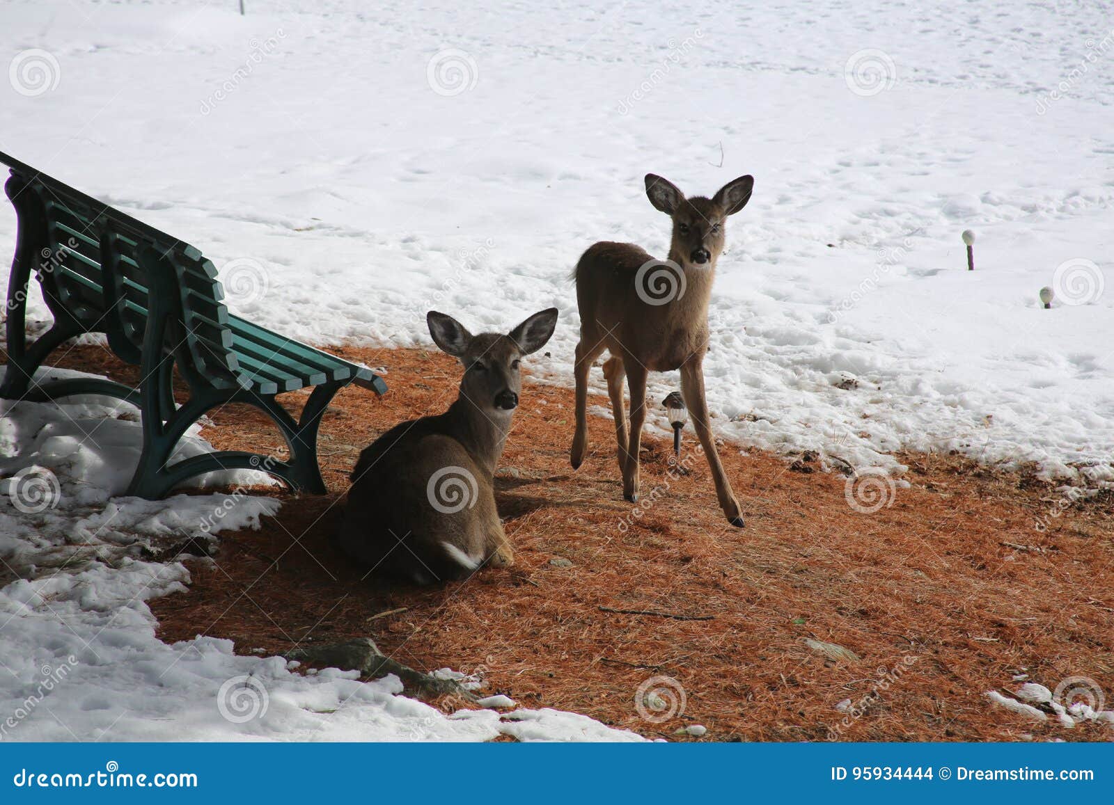 Deer couple stock photo. Image of couple, relaxing, next - 95934444