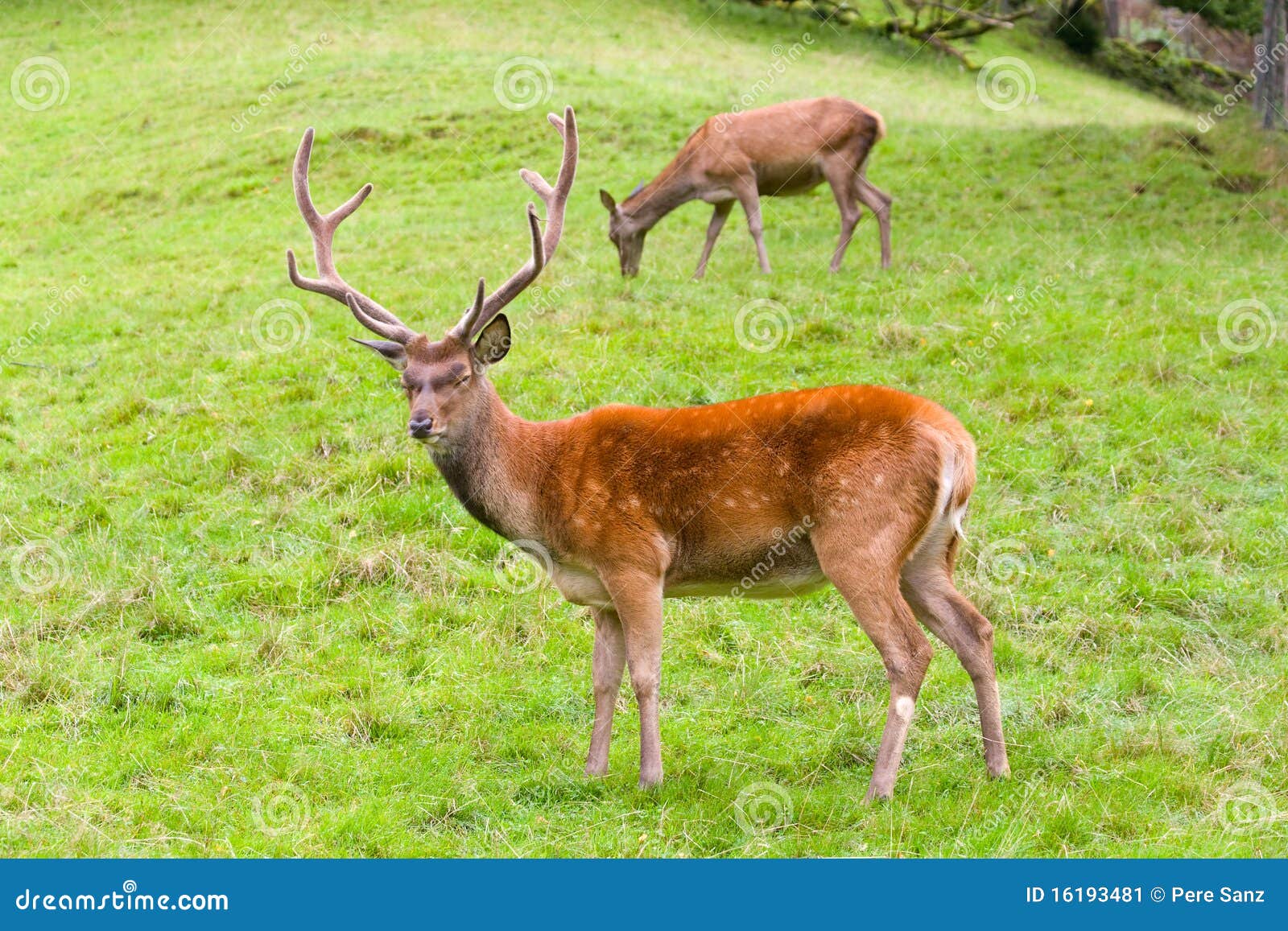 Roe Deer Couple In Soybean Field In Spring. European Wildlife. Stock ...