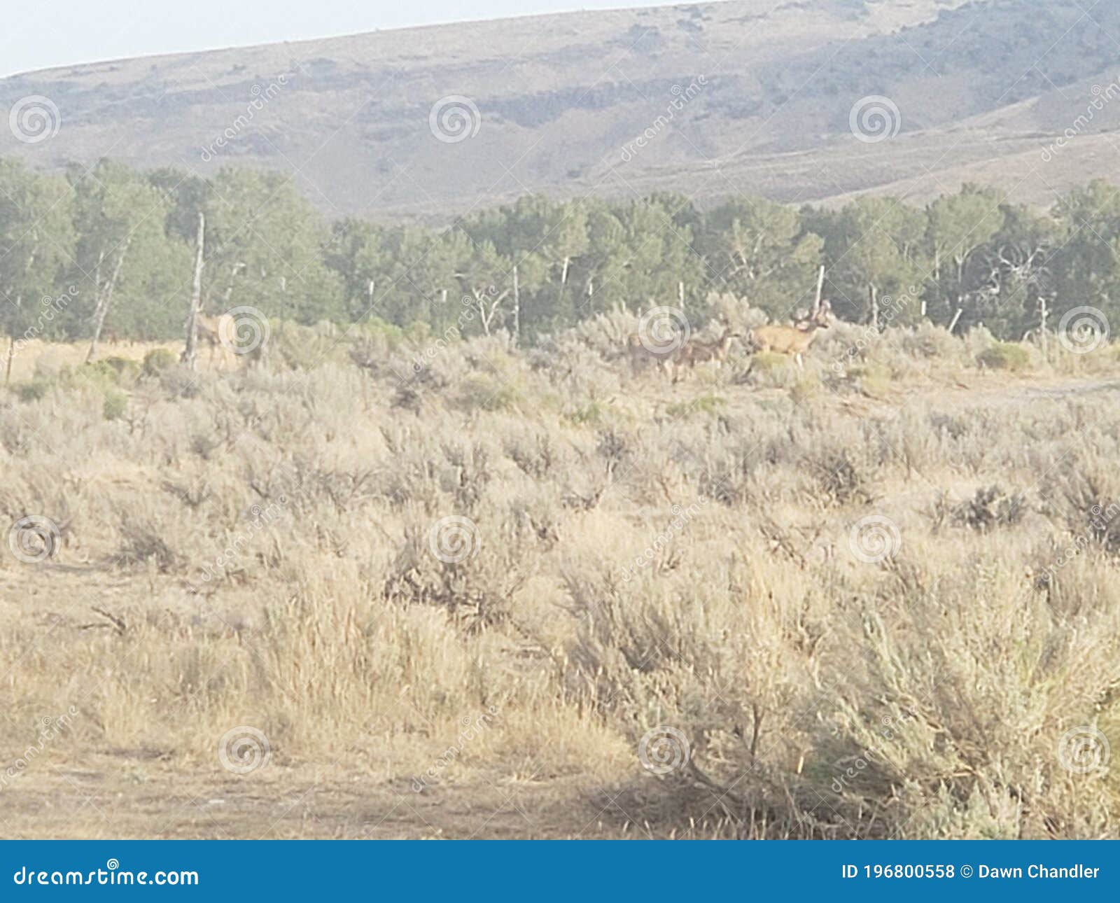 Deer cowboy country desert stock photo. Image of wetland - 196800558