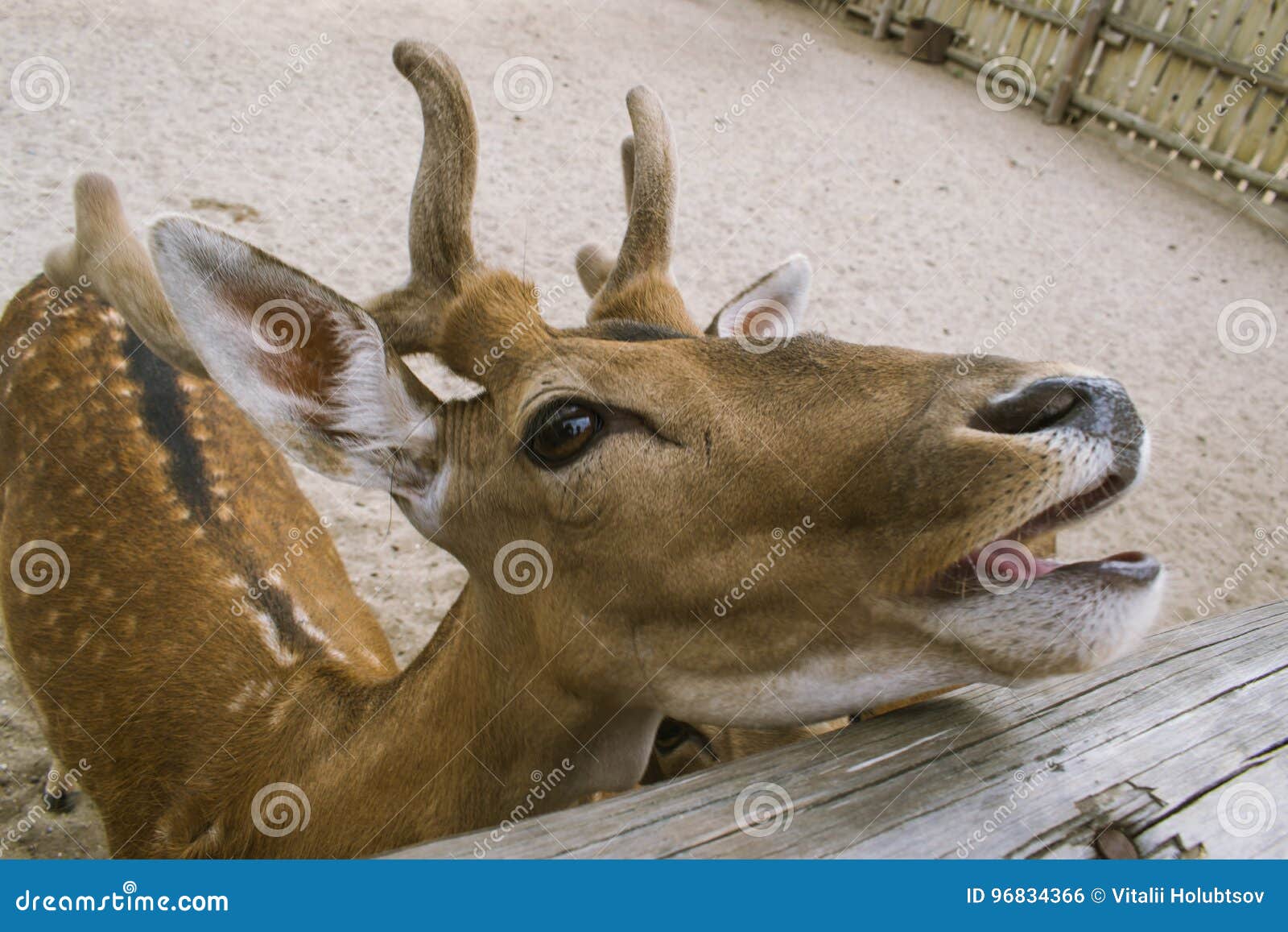 The deer is crooked stock photo. Image of wild, animal - 96834366
