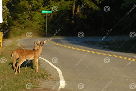 Deer Crossing stock image. Image of tailed, mammal, dawn - 3587459