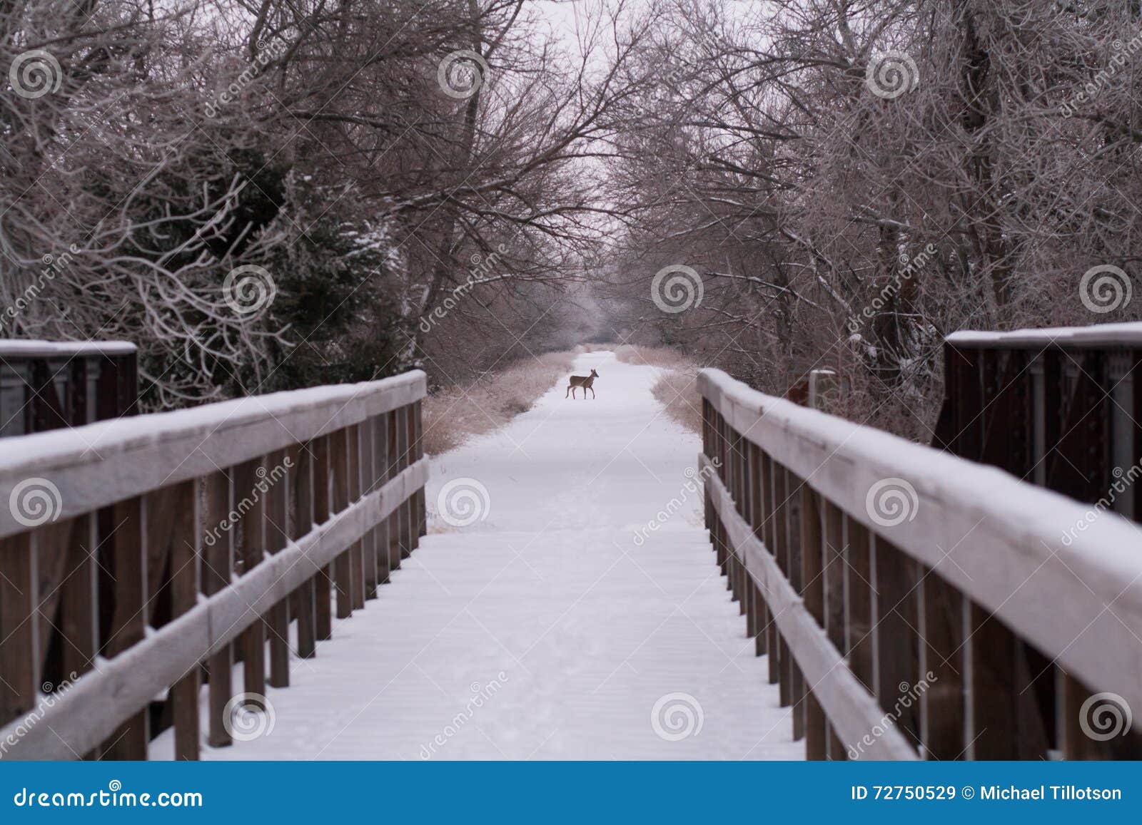 Deer Crossing a Path stock image. Image of trees, trail - 72750529
