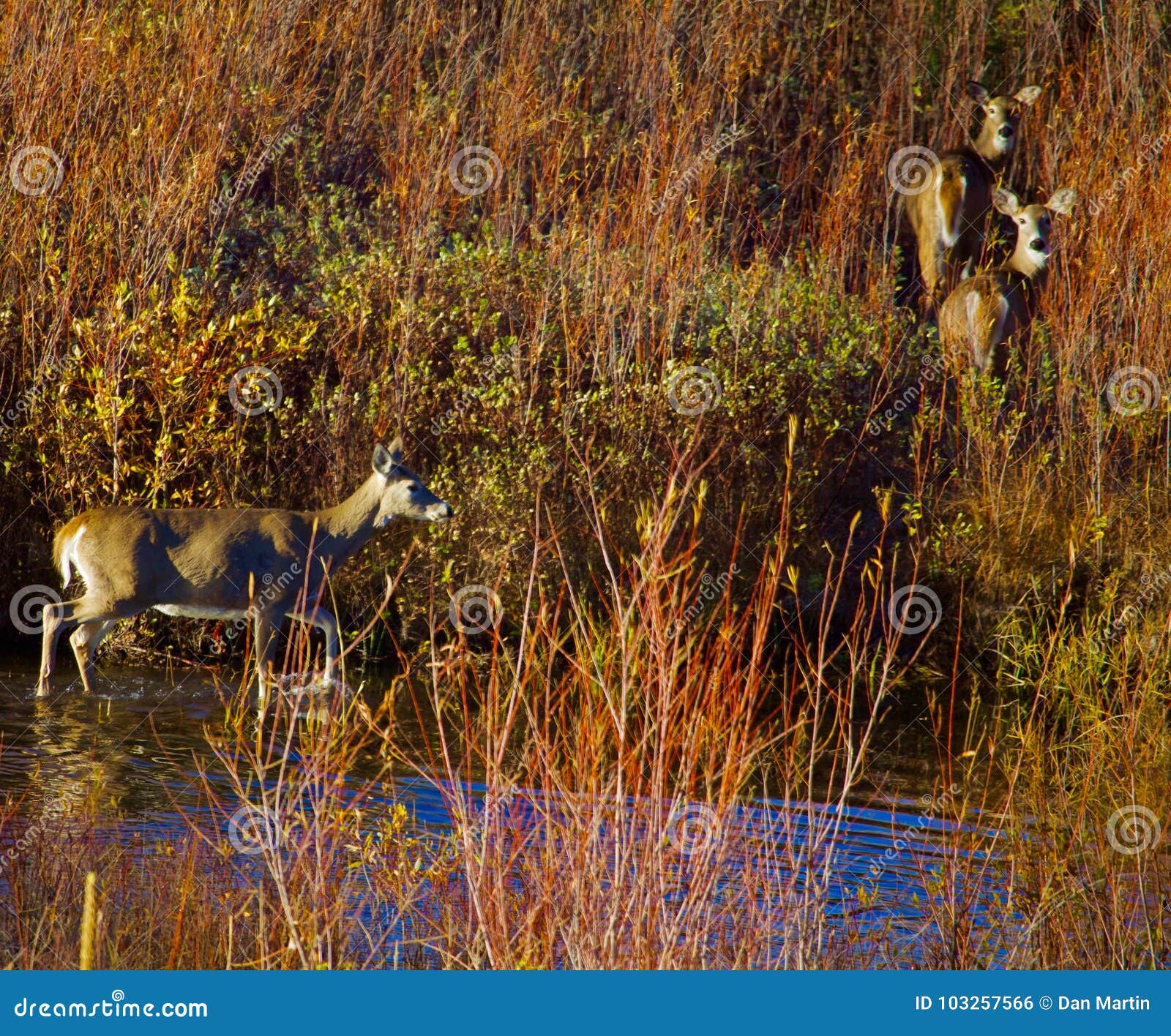 Deer Crossing a Stream stock photo. Image of creek, whitetail - 103257566