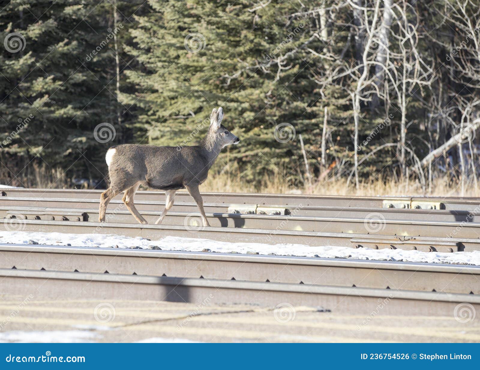 Deer Crossing the Tracks stock photo. Image of animal - 236754526