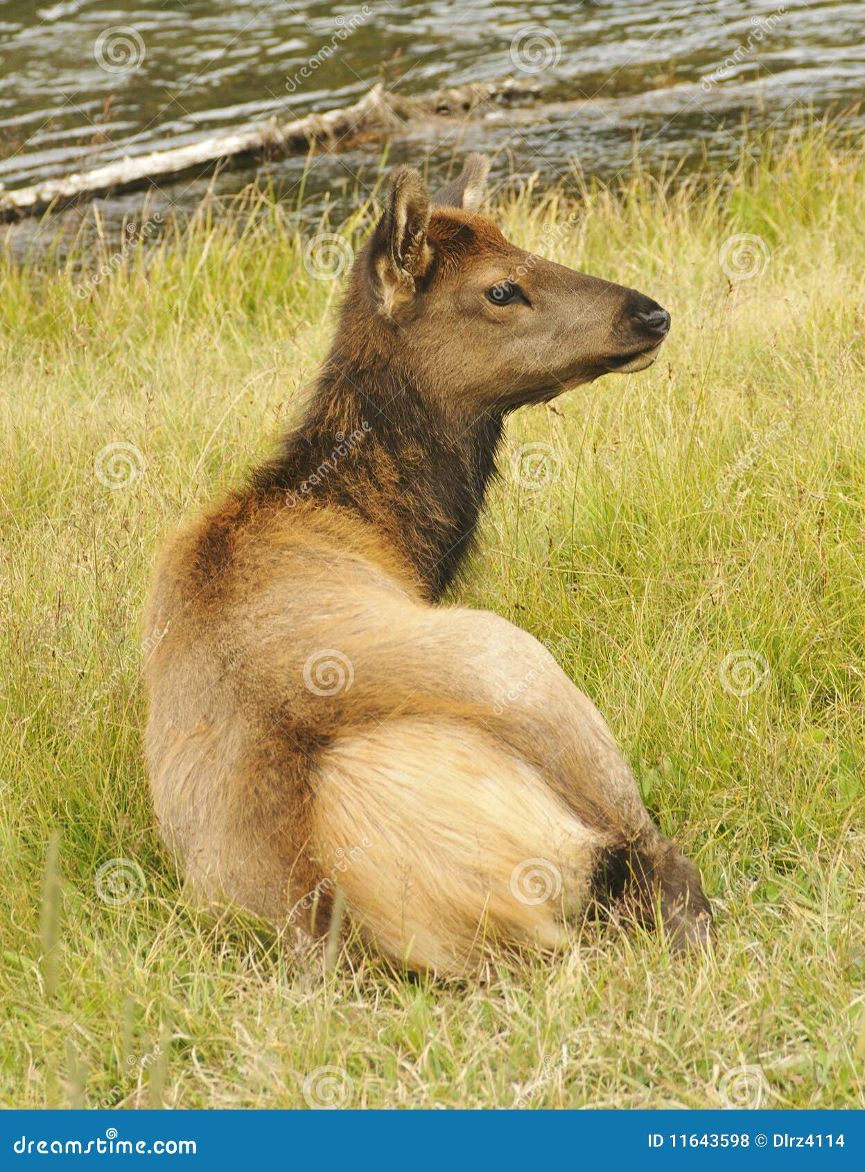 Deer Cub stock photo. Image of ecosystem, stream, mountains - 11643598