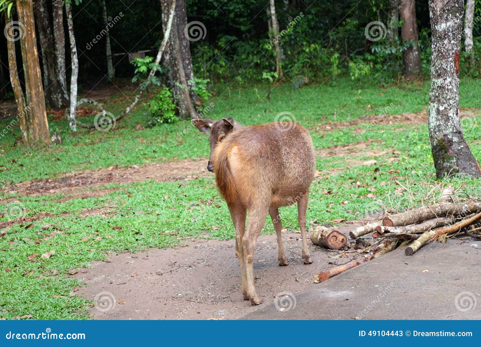 Deer stock image. Image of beautiful, exotic, deer, nature - 49104443