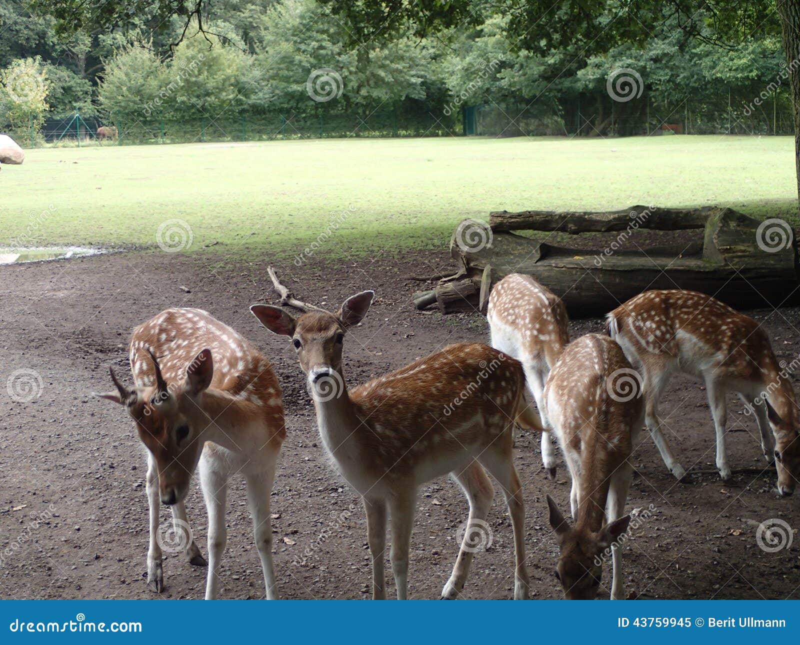 Deer stock image. Image of park, wildlife, deer, forrest - 43759945
