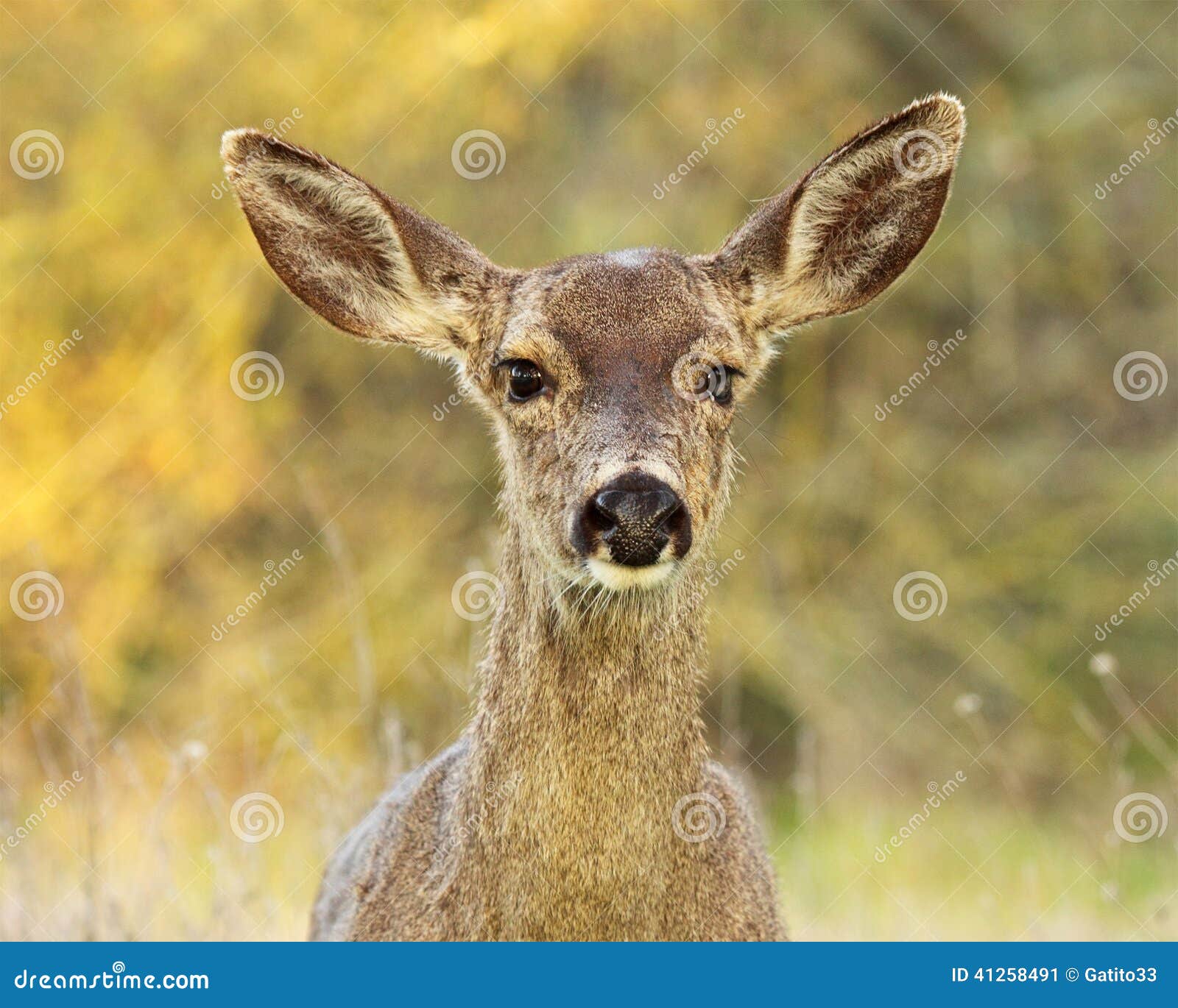 Deer with Dead Eye stock image. Image of ungulate, female - 41258491