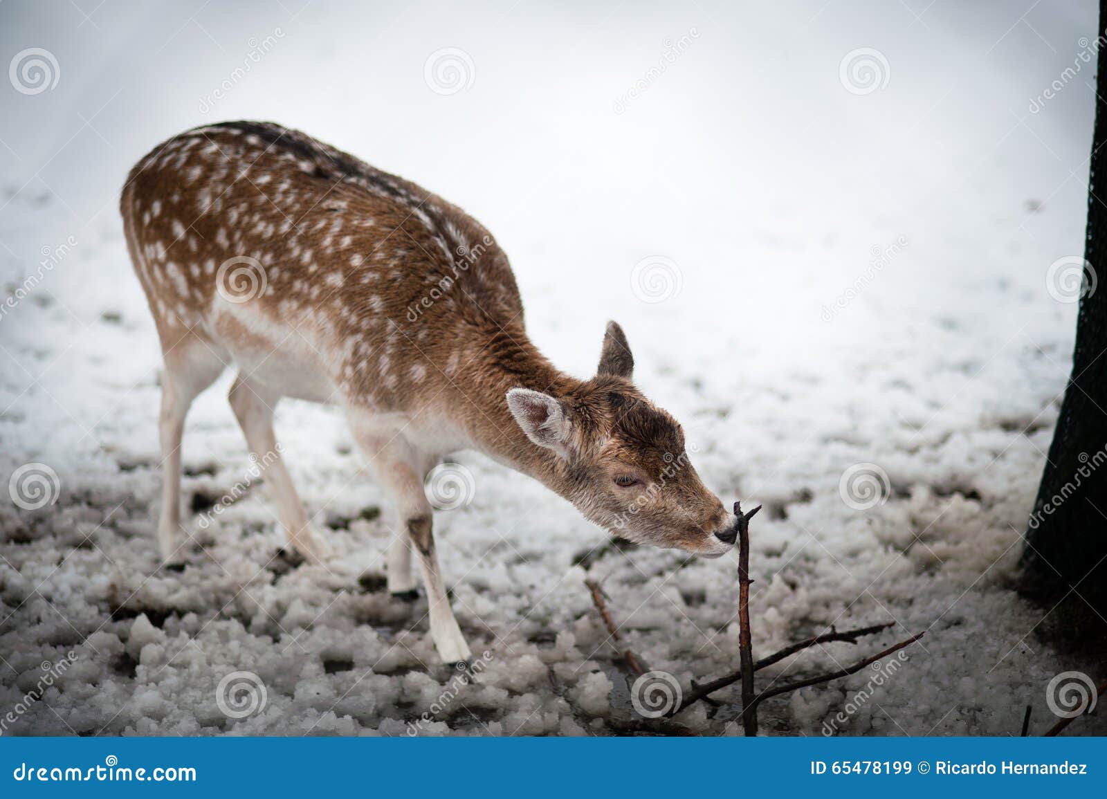 Deer stock image. Image of animal, deer, snow, cold, sniff - 65478199