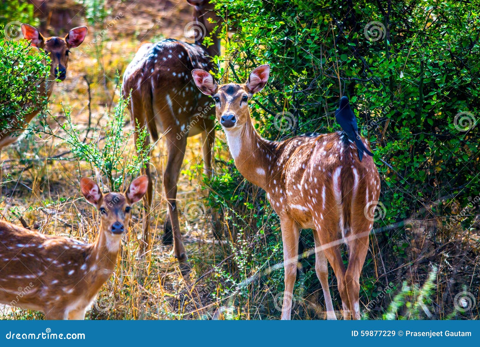 Deer and Deer Family stock image. Image of brown, object - 59877229
