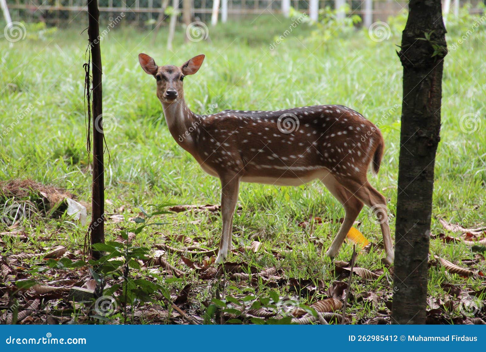 Deer stock photo. Image of prairie, antelope, java, deer - 262985412