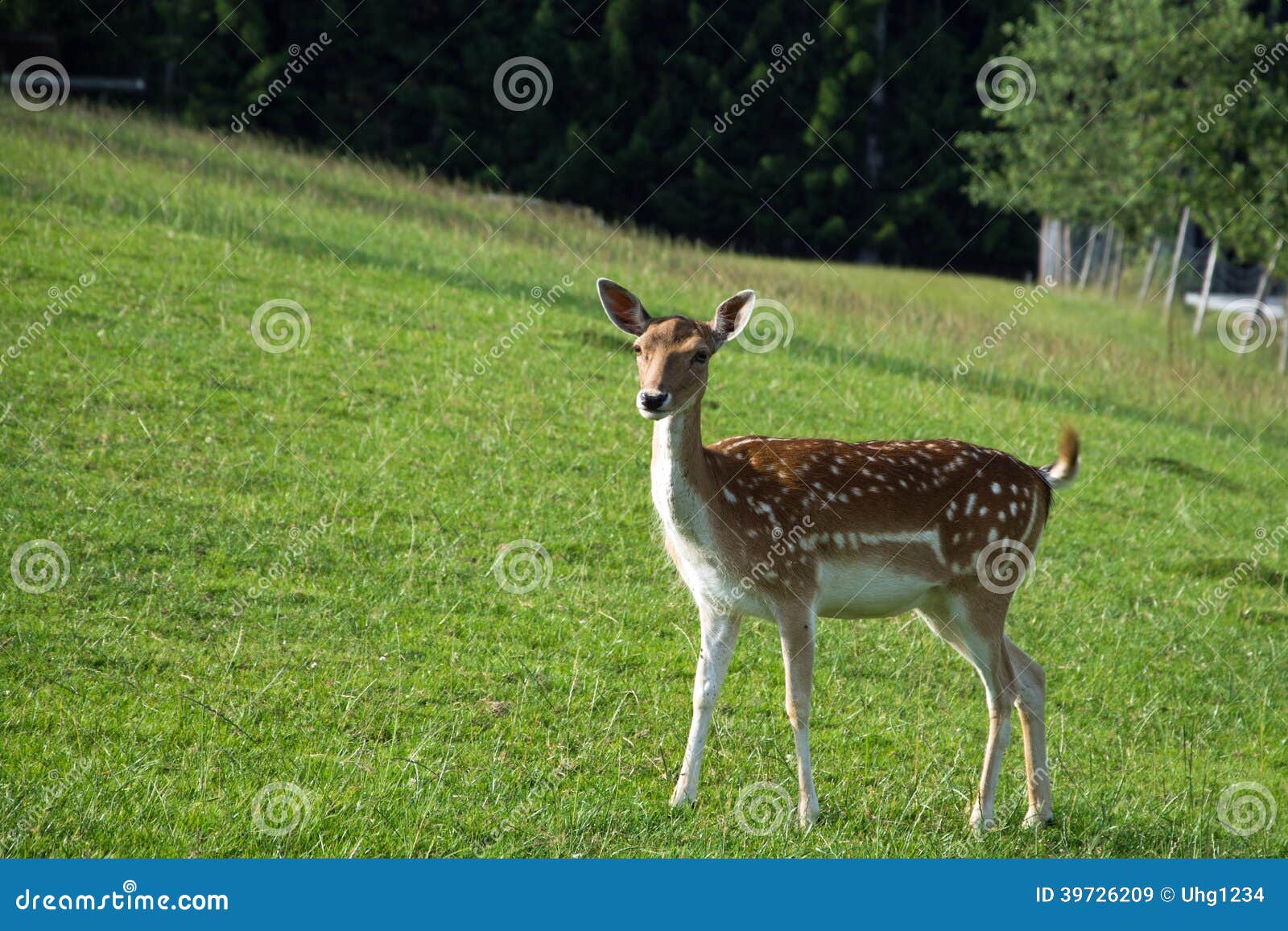 Deer stock image. Image of wilderness, meadow, habitat - 39726209