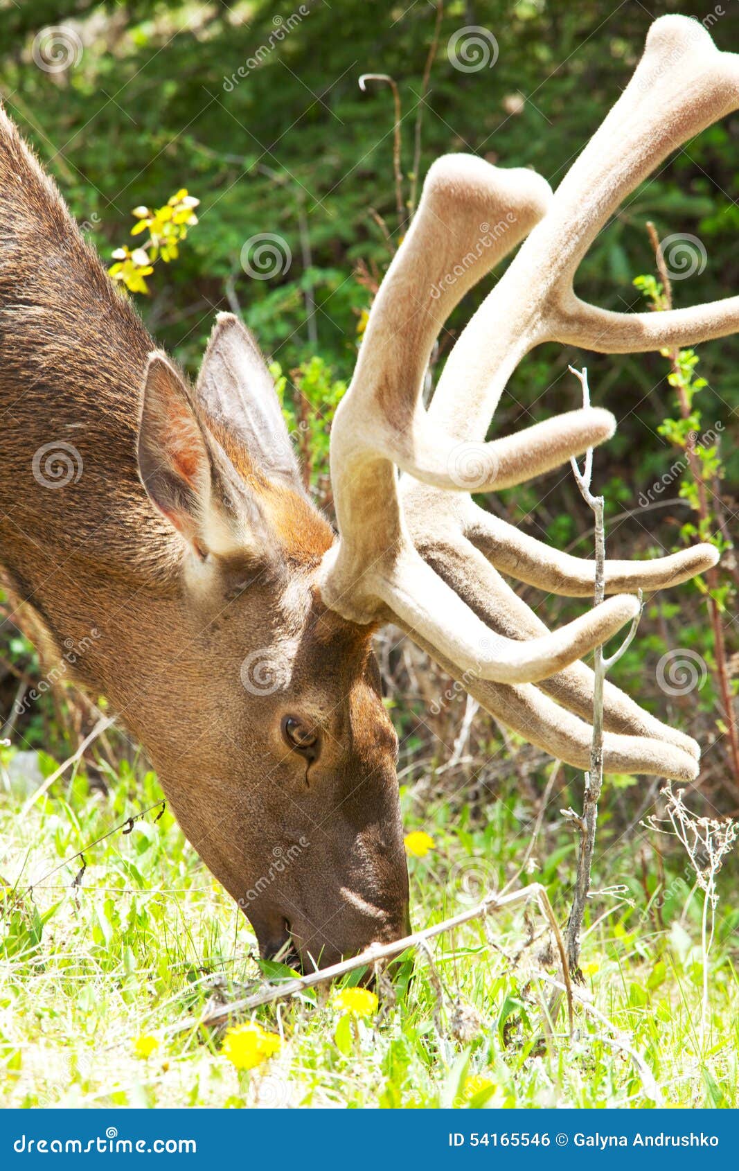 Deer stock photo. Image of stag, deer, hoof, stuff, wild - 54165546