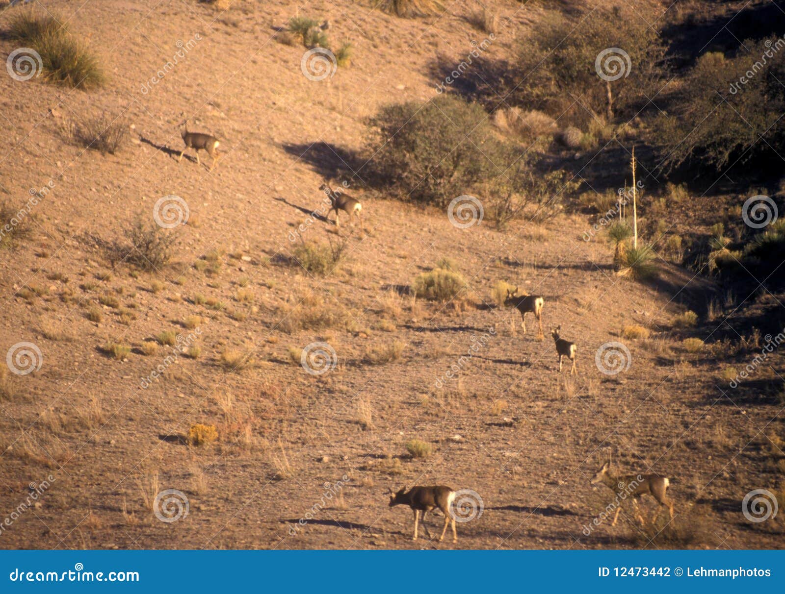 Deer Herd Traveling in the Desert Stock Photo - Image of archeology ...