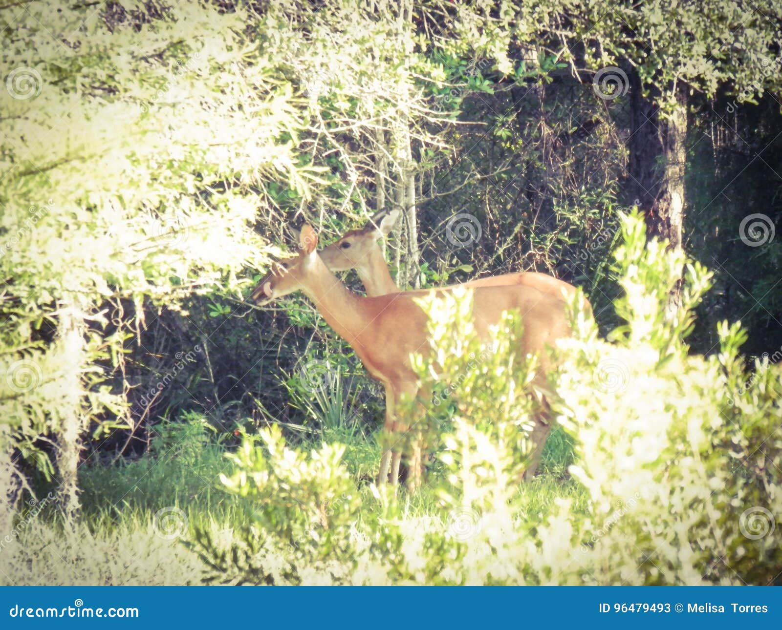 Deer in the distance stock image. Image of green, florida - 96479493
