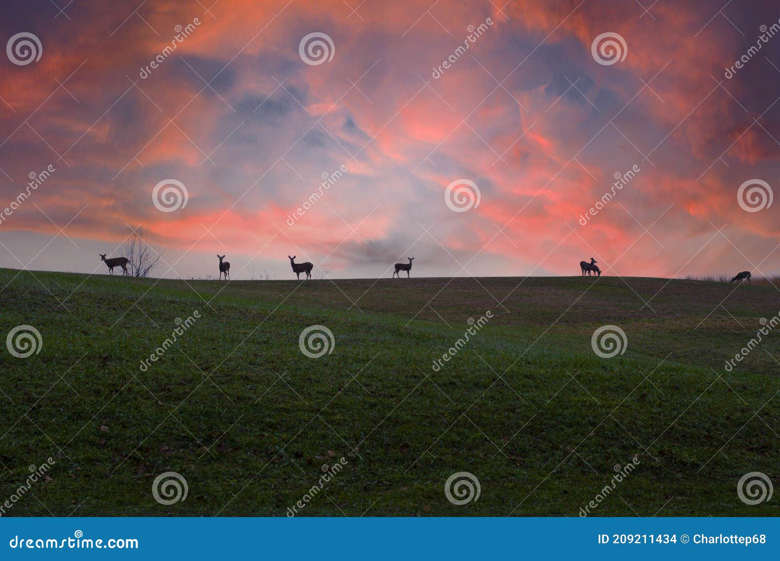 Deer in the distance stock photo. Image of setting, deer - 209211434