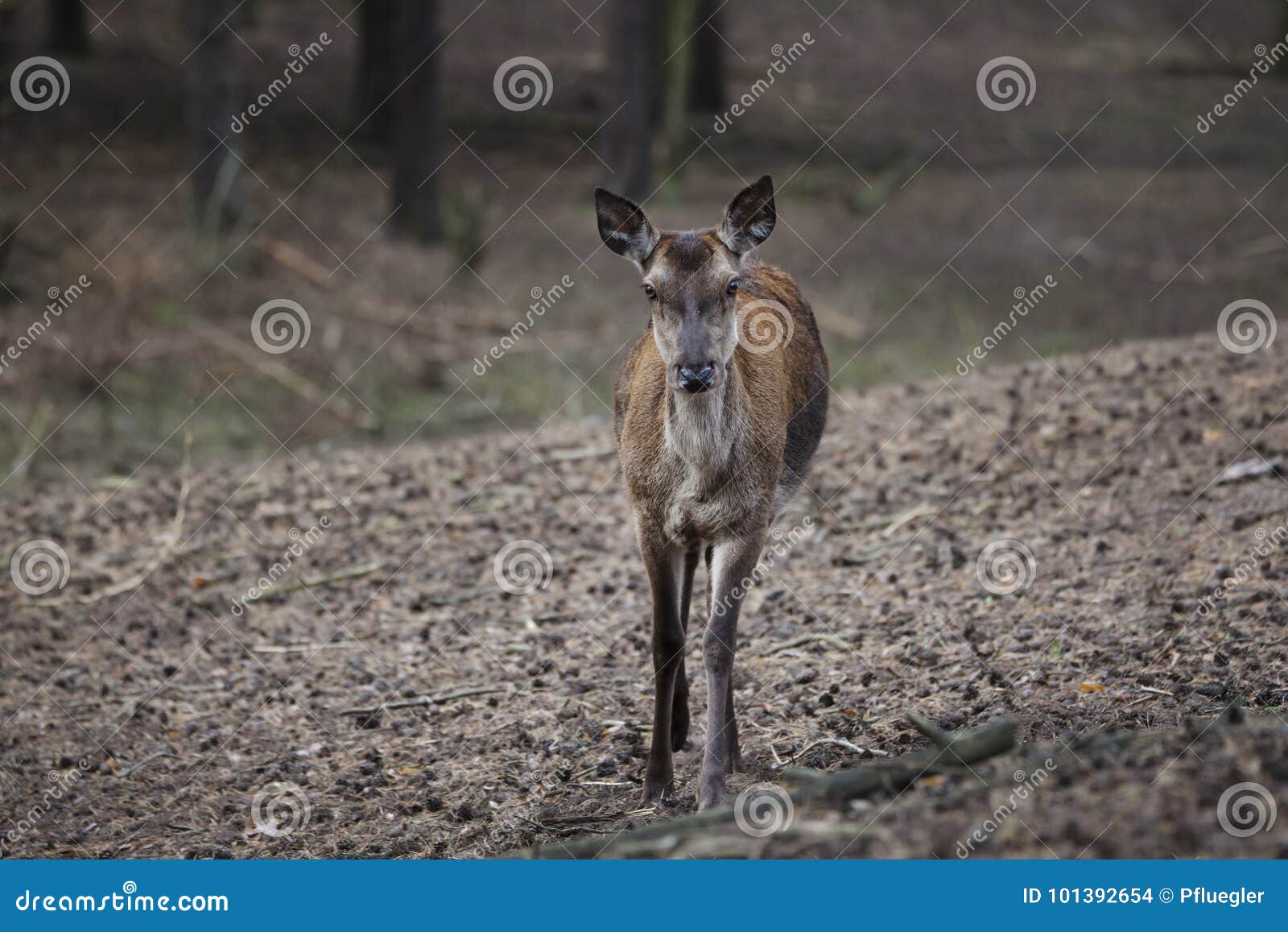 Deer doe in the forest stock photo. Image of cervus - 101392654